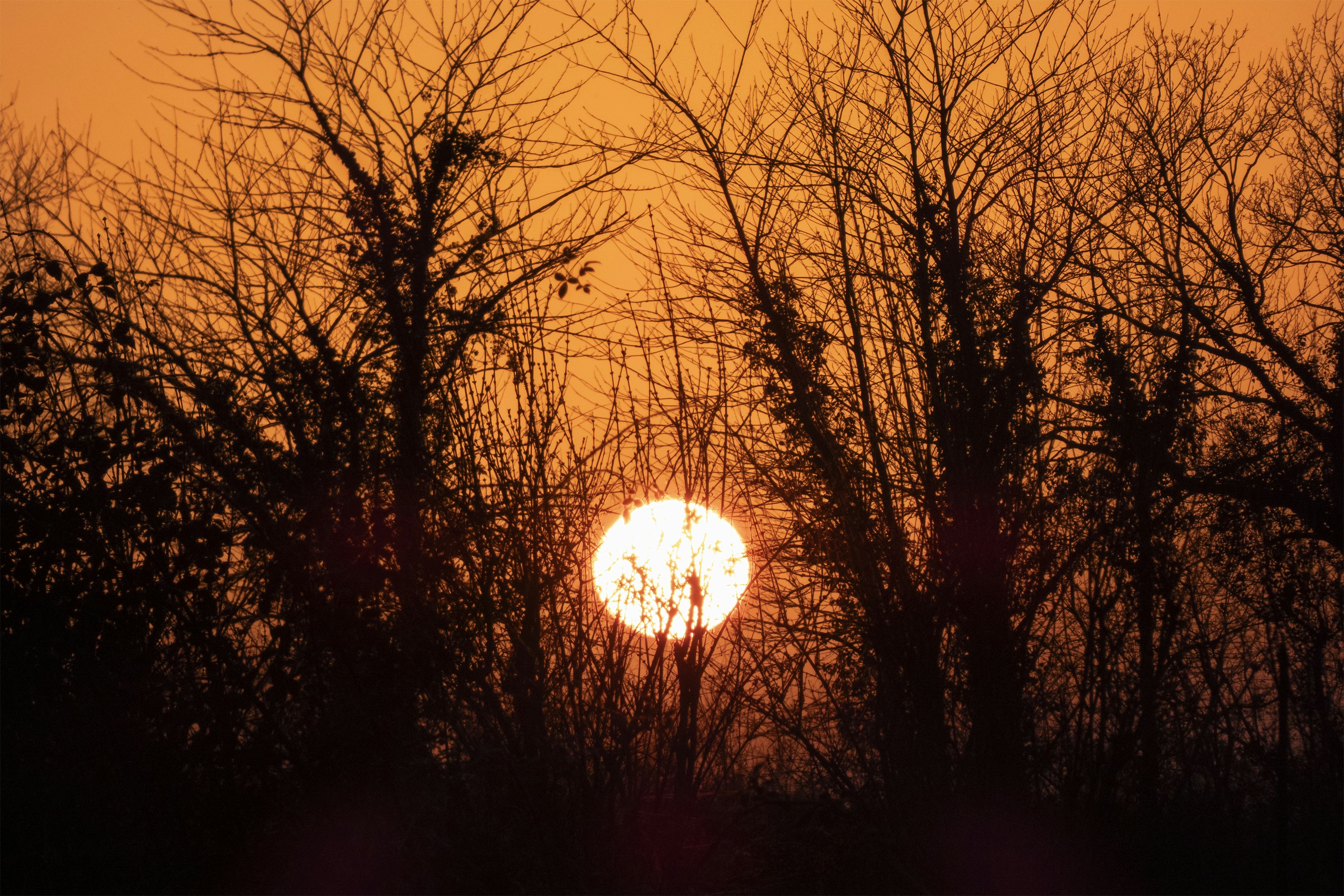 Scarlet Sun Between Withered Veil