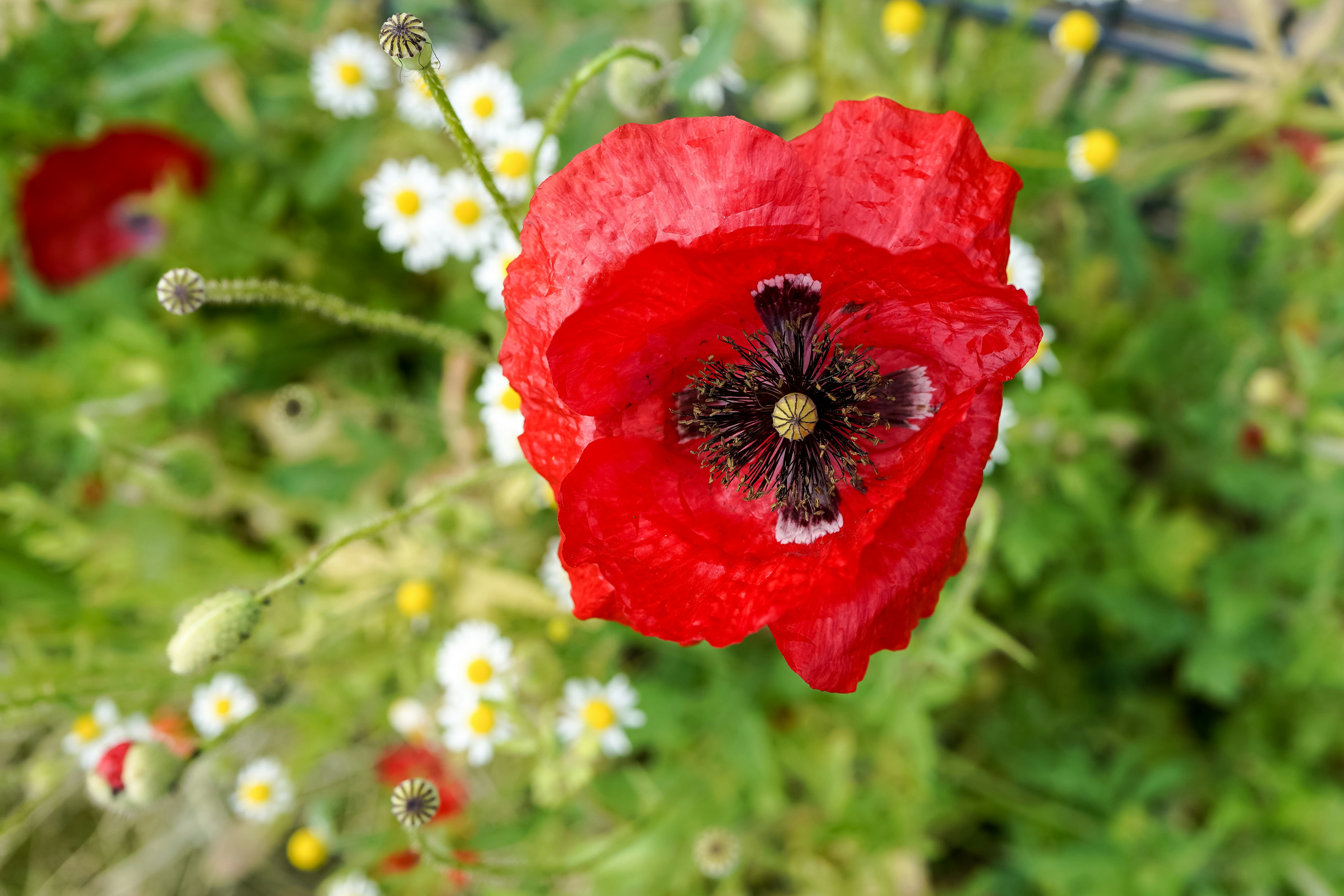 Red Poppy Spotlight: A Bold Bloom in a Meadow of Daisies