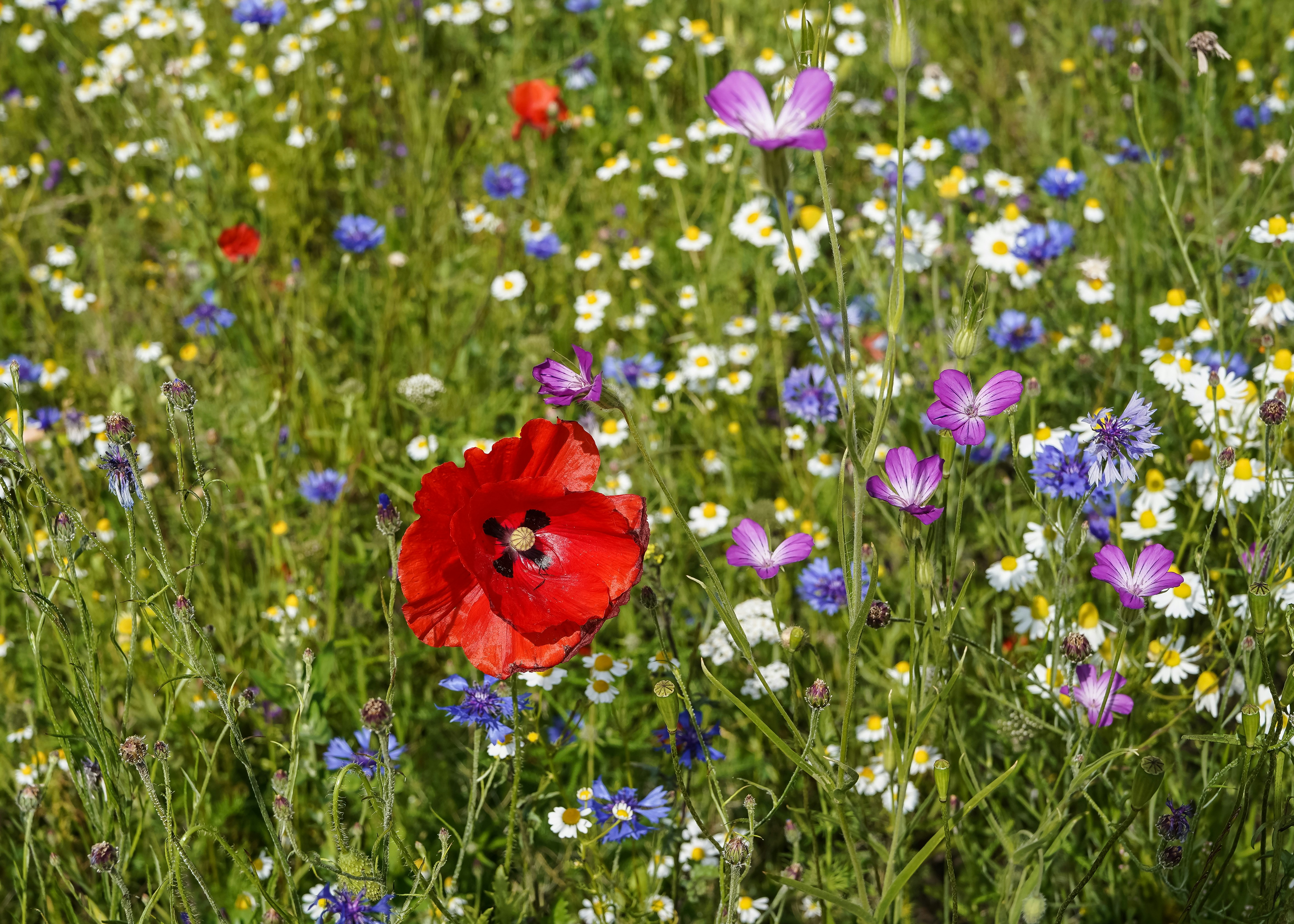 Red poppy in a sea of wildflowers under bright midday light