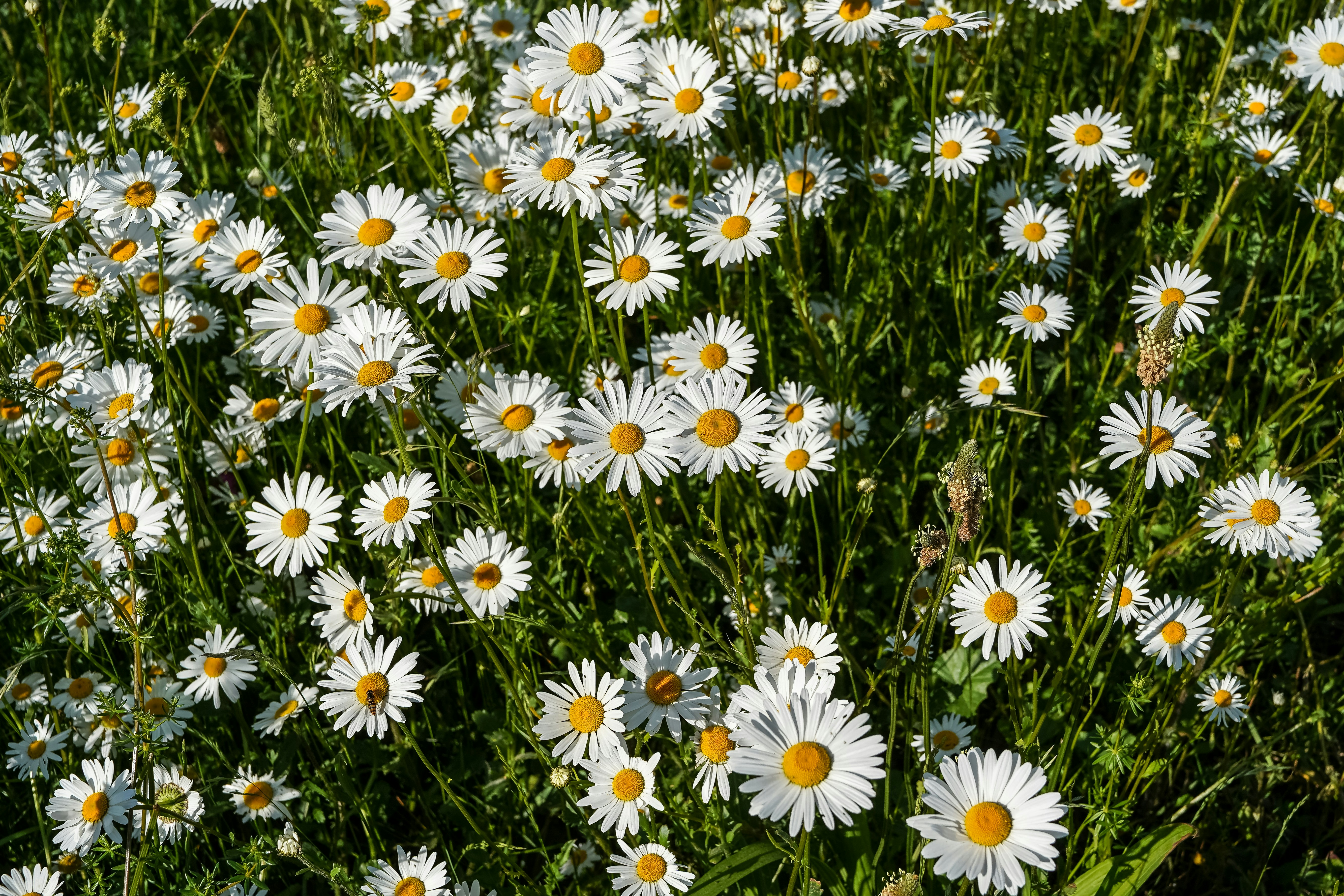 Sunlit Daisies: A Sea of White and Yellow in Full Bloom