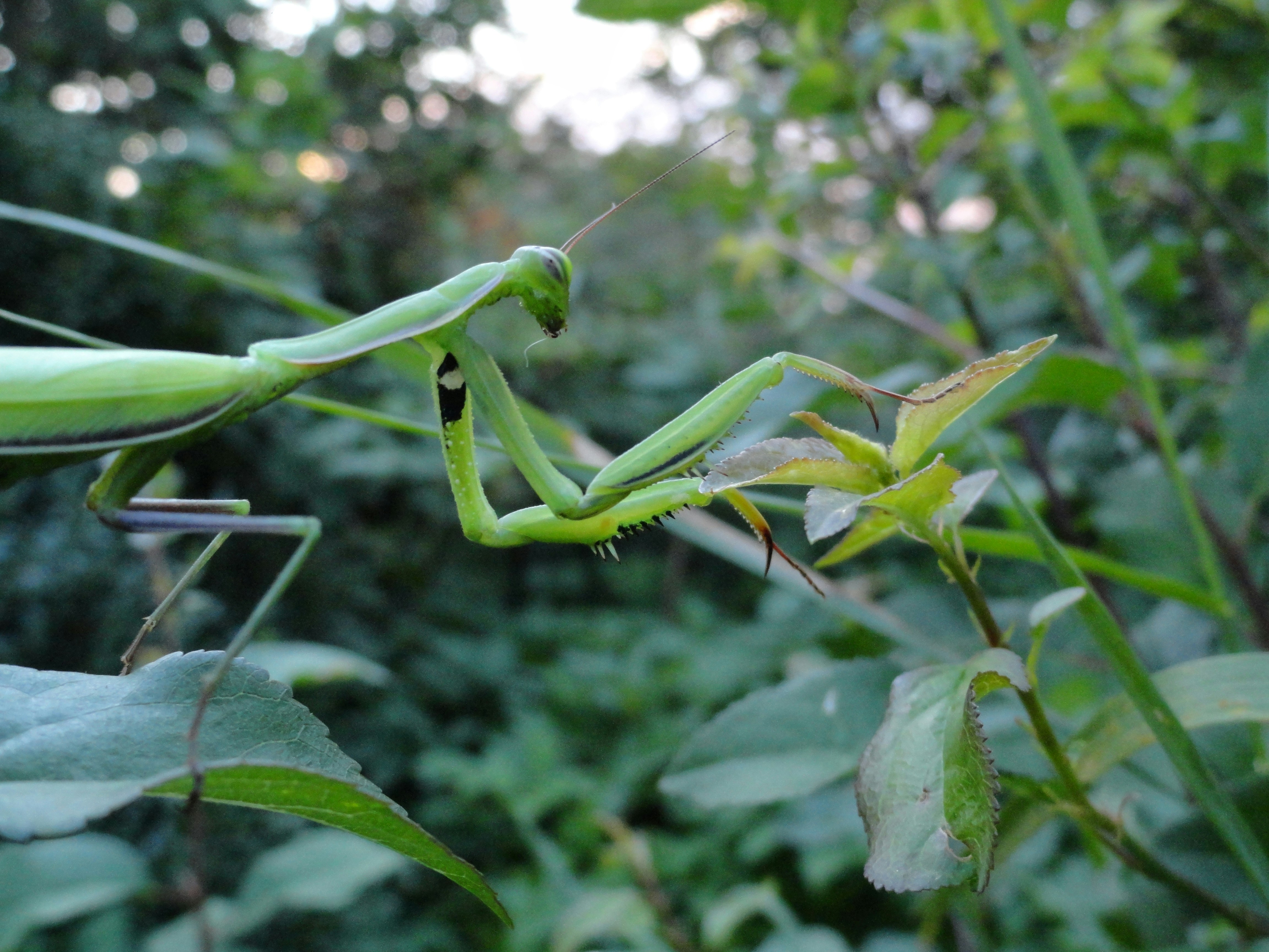 Praying Mantis on Green Veins: A Close-Up in a Verdant Patch
