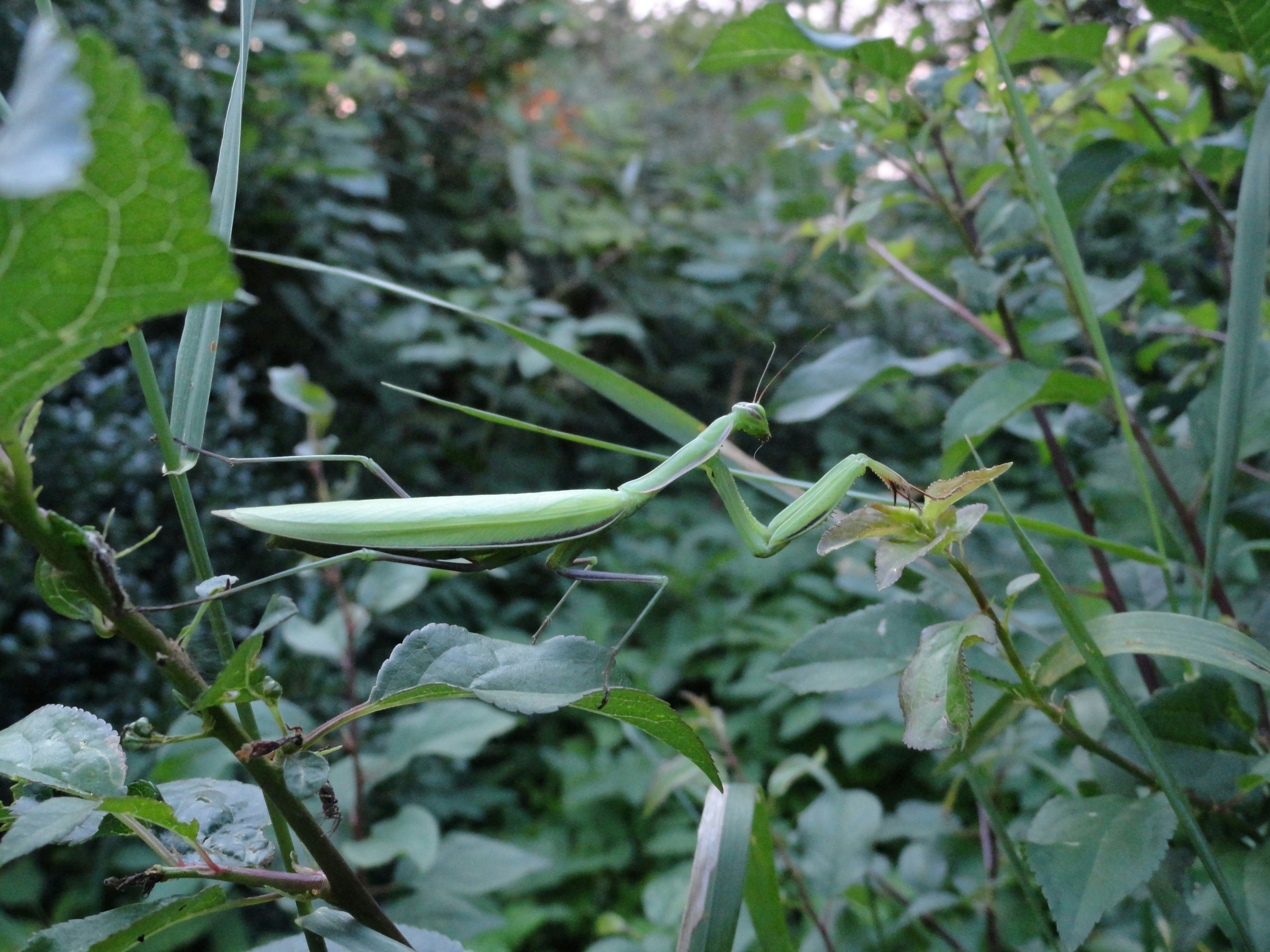 Insectivorous Welcome: a slender green leaf-latching caterpillar in a garden tangle