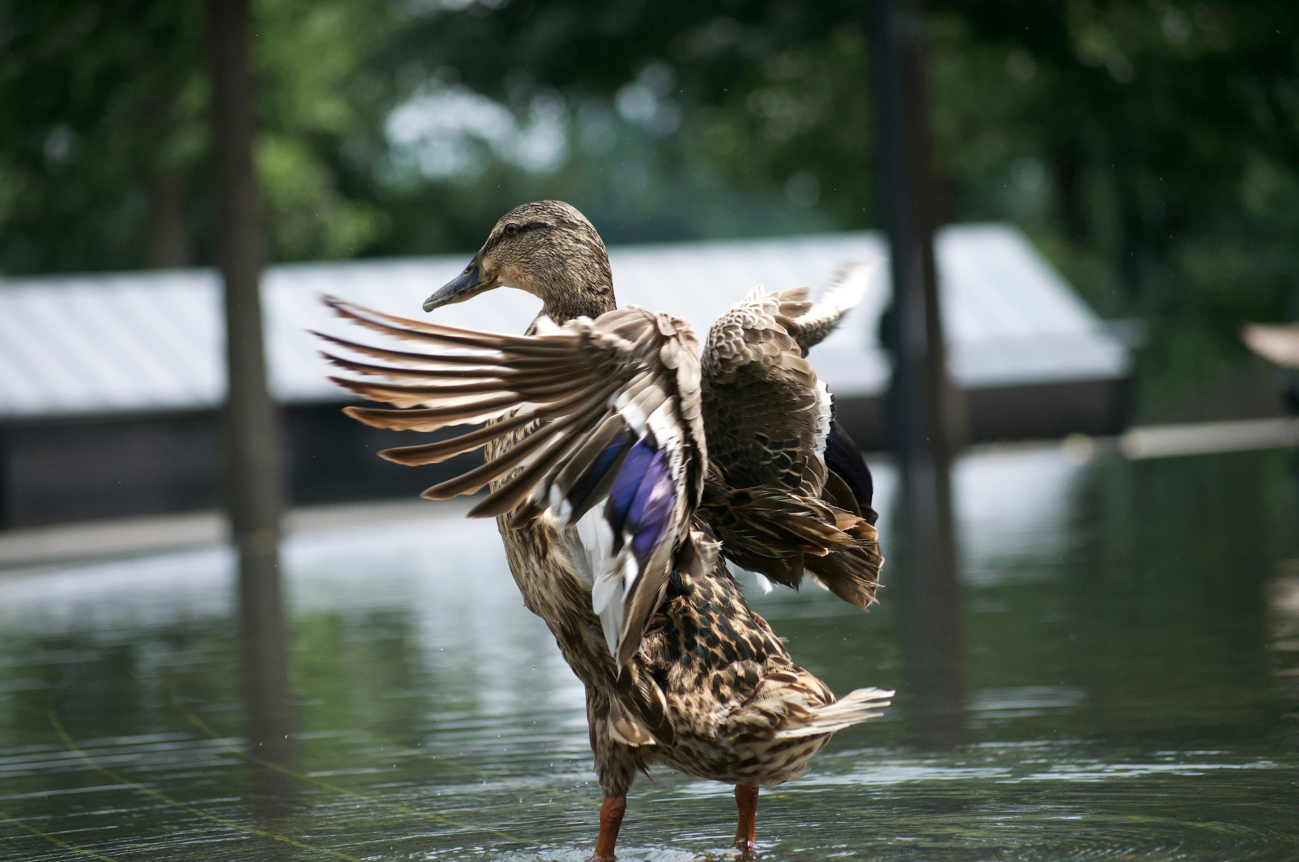 Winged Whimsy: A Duck Mid-Spread in a Sunlit Pond
