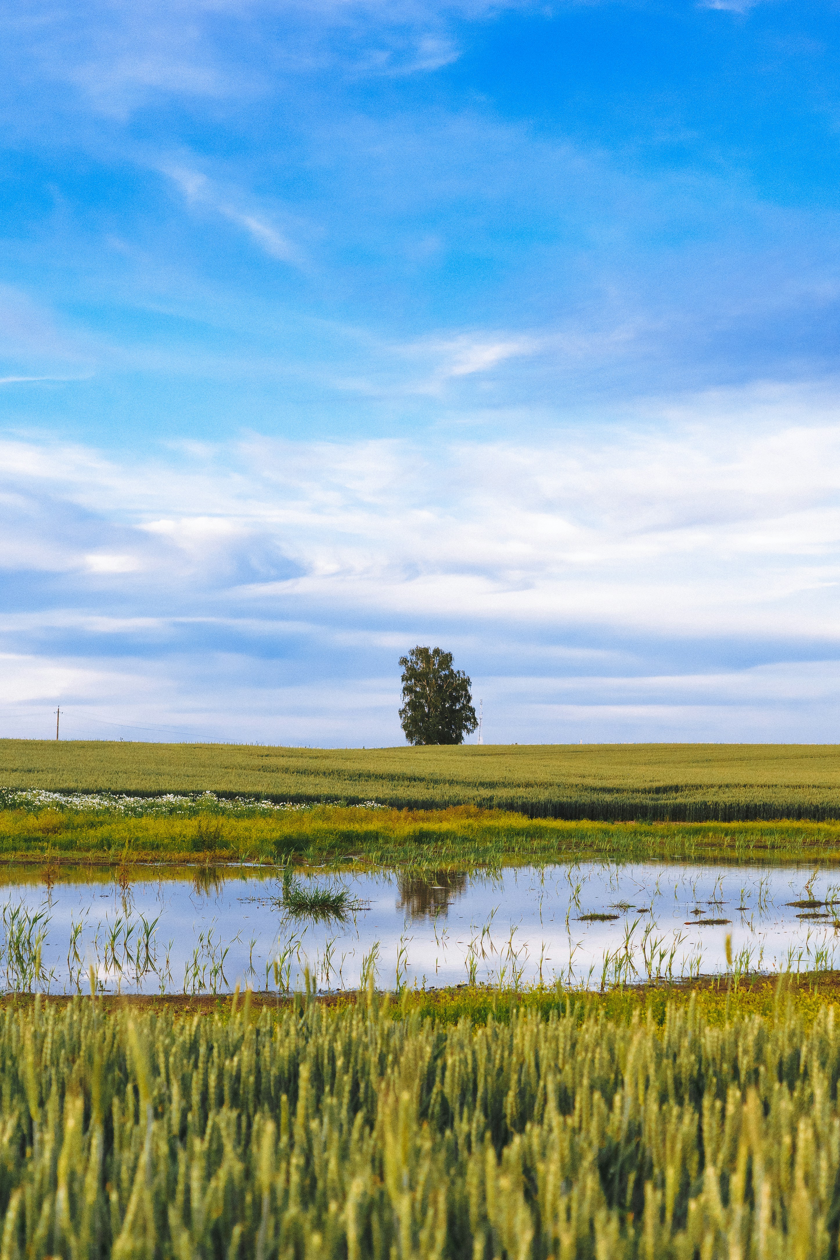 Clear rural landscape with a solitary tree on a grassy horizon, reflected in a shallow pond that stretches across the midground.