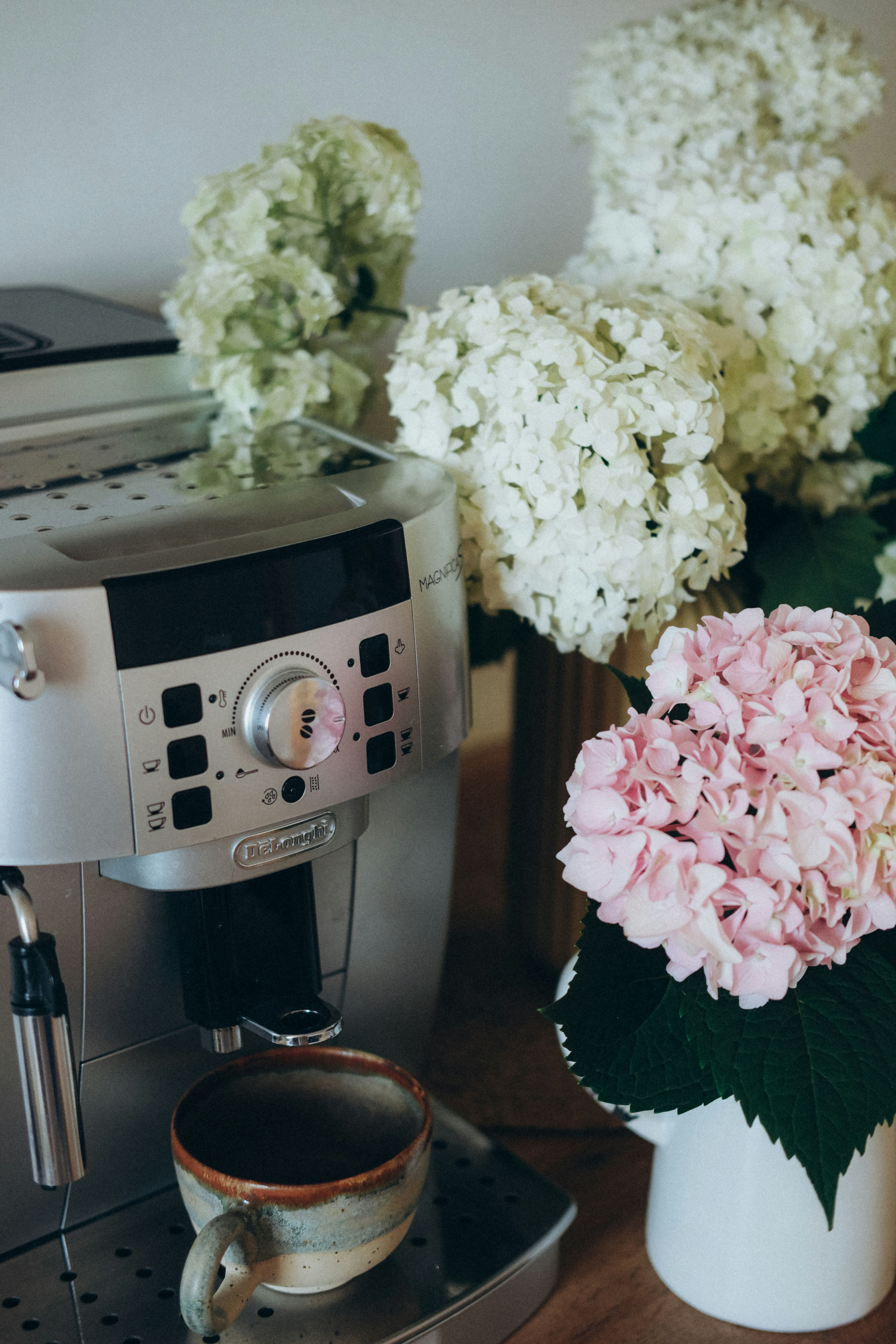 Cream Hydrangeas and Espresso Portrait in Soft Morning Light