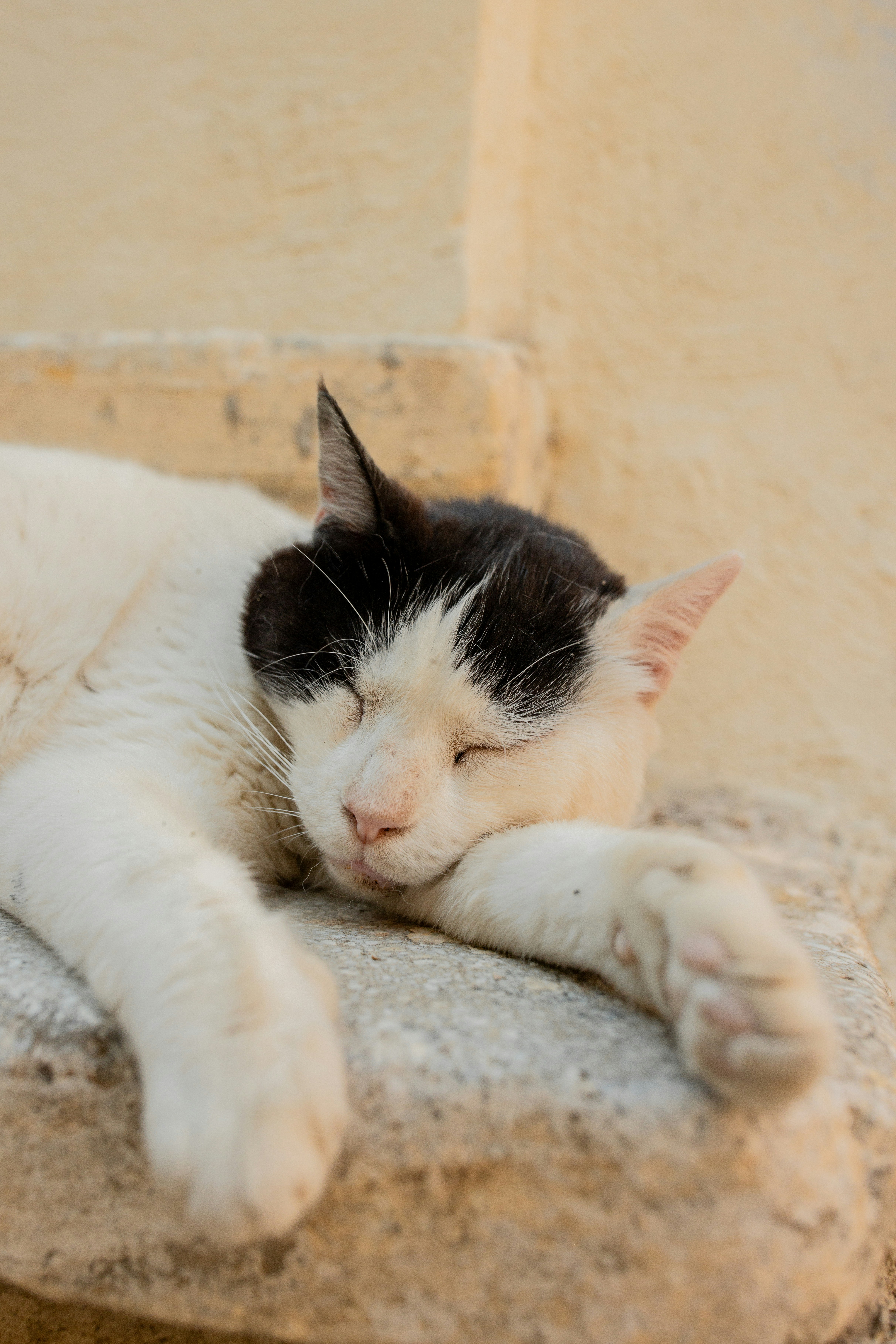 Calm Slumber on Warm Stone