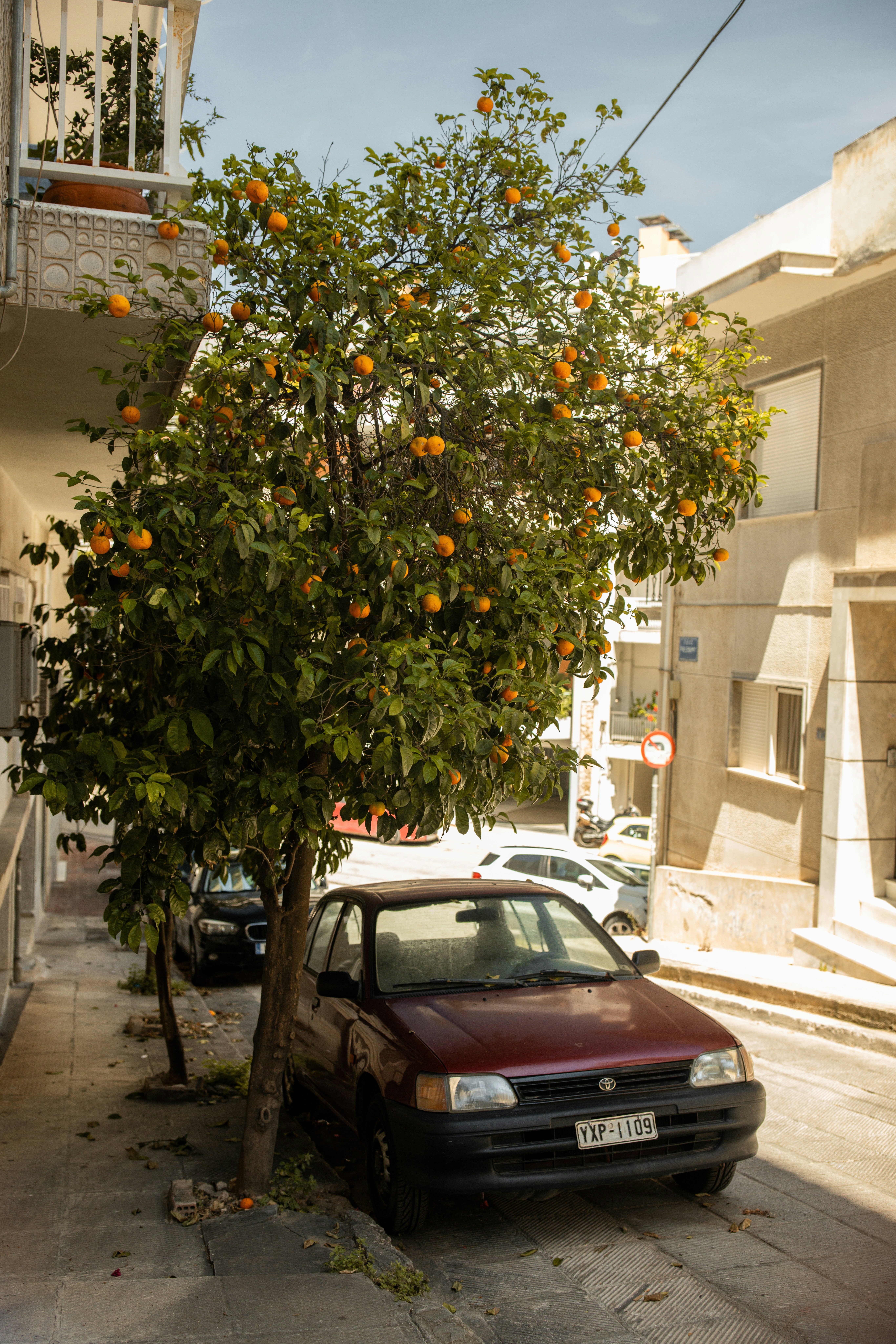 Orange Grove on a Narrow Street