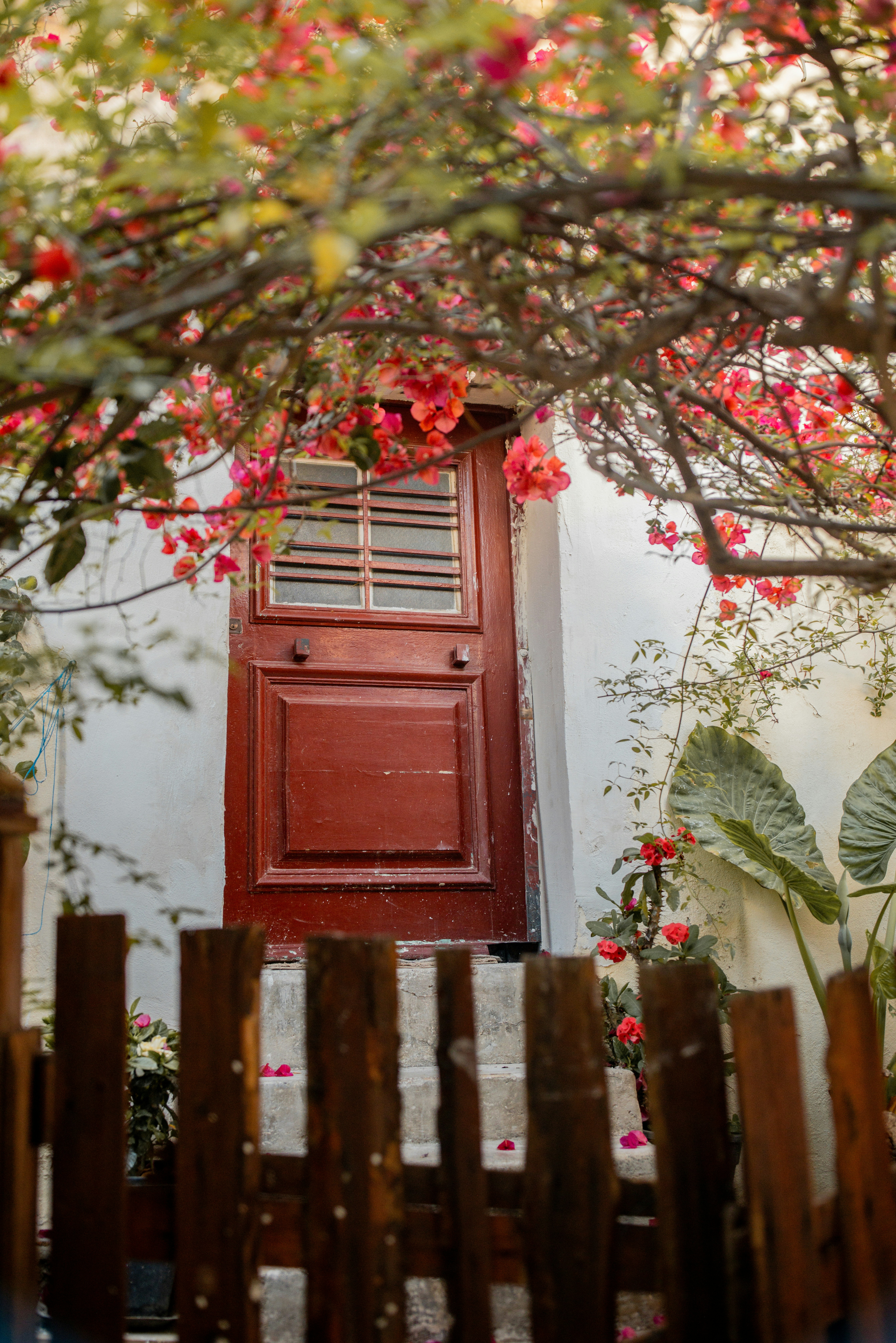 Crimson Doorway Beneath a Veil of Blossoms