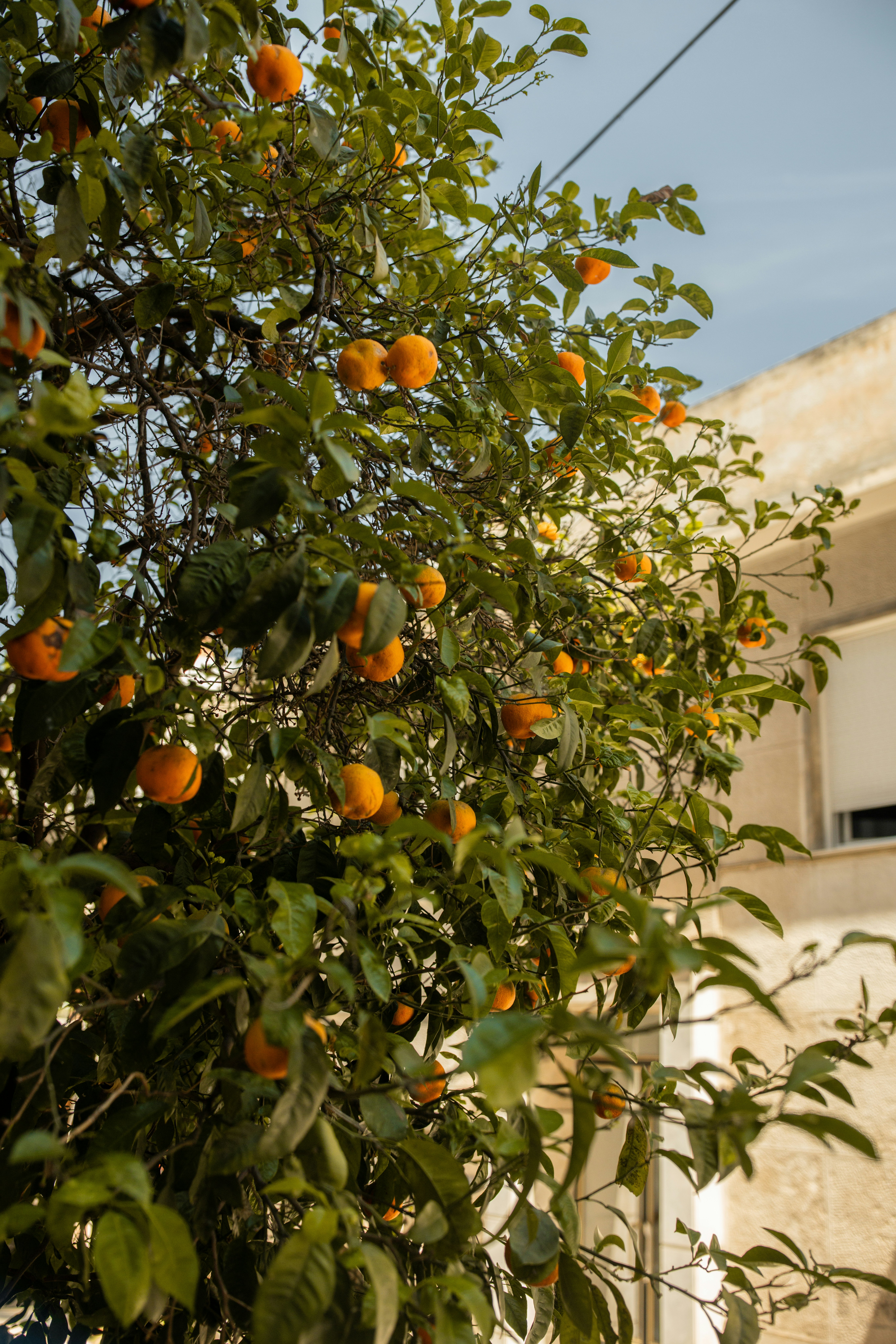 Sunlit Orange Boughs Framing a Quiet Courtyard