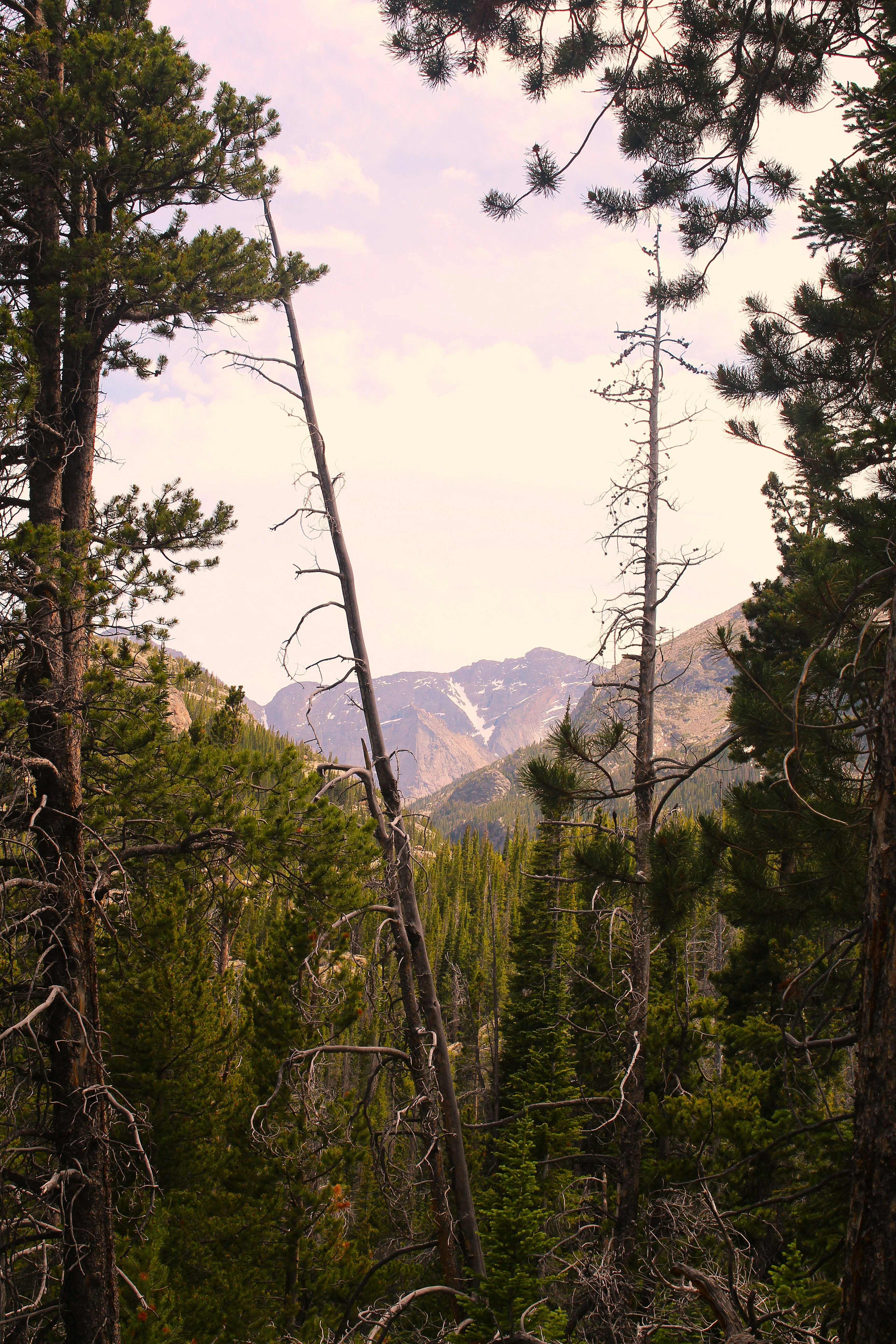 Between Silent Pines: Mountain Pass Through the Distant Gaps