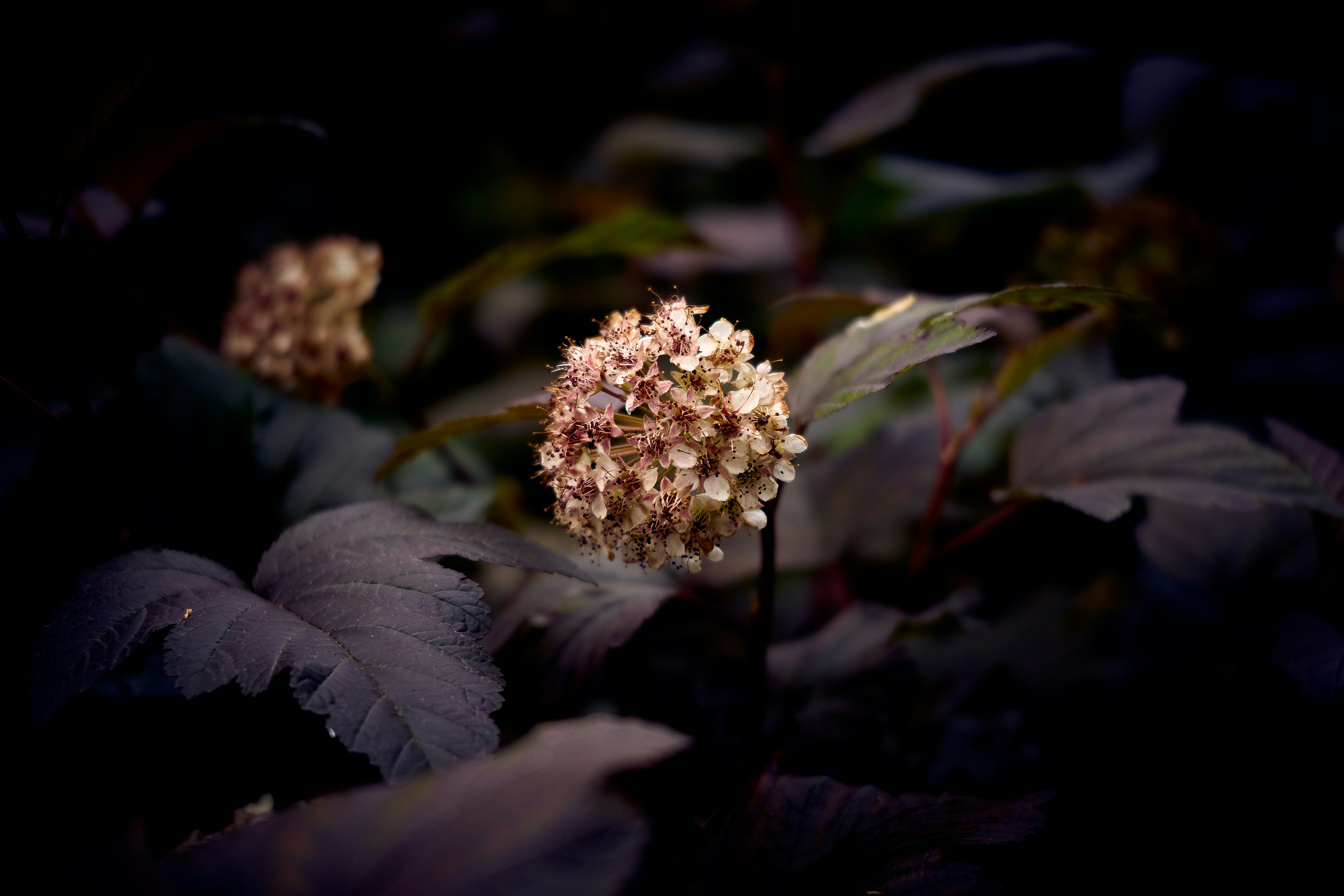 Soft Spotlight on a Delicate Hydrangea Bloom