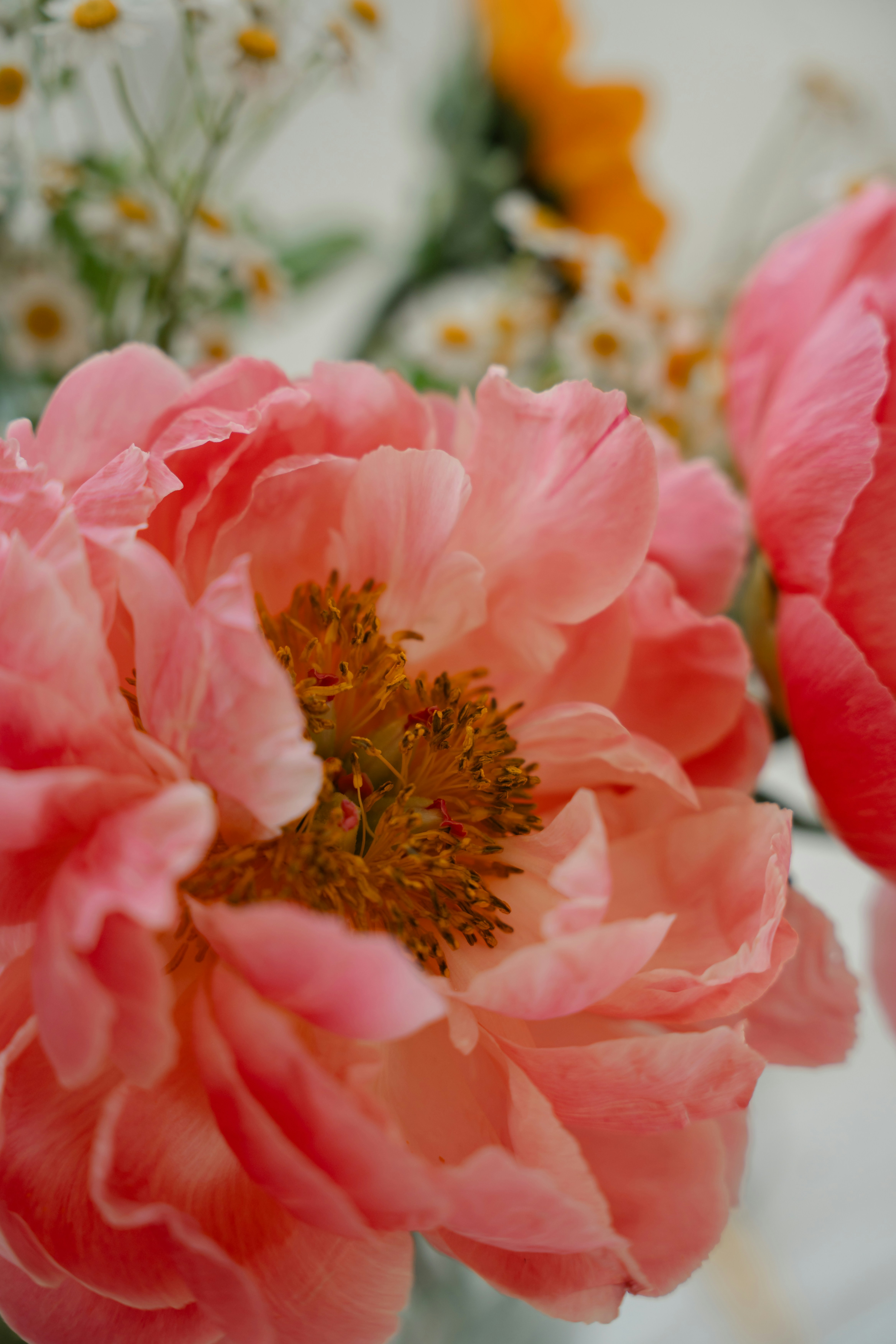 Soft Coral Bloom: A Close-Up of Pink Peonies Framed by Daisies