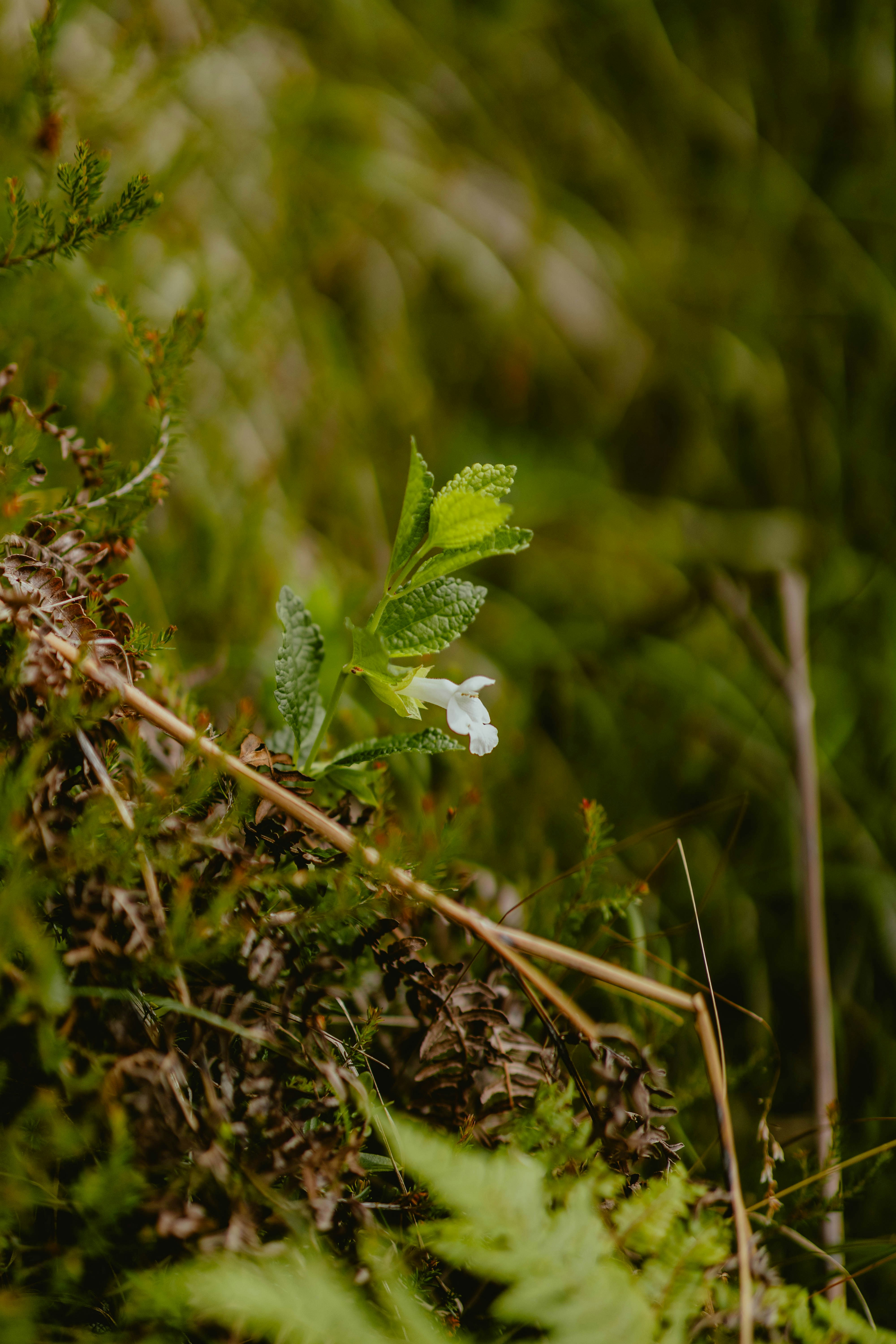 A lone white petaled flower amidst tangled green undergrowth