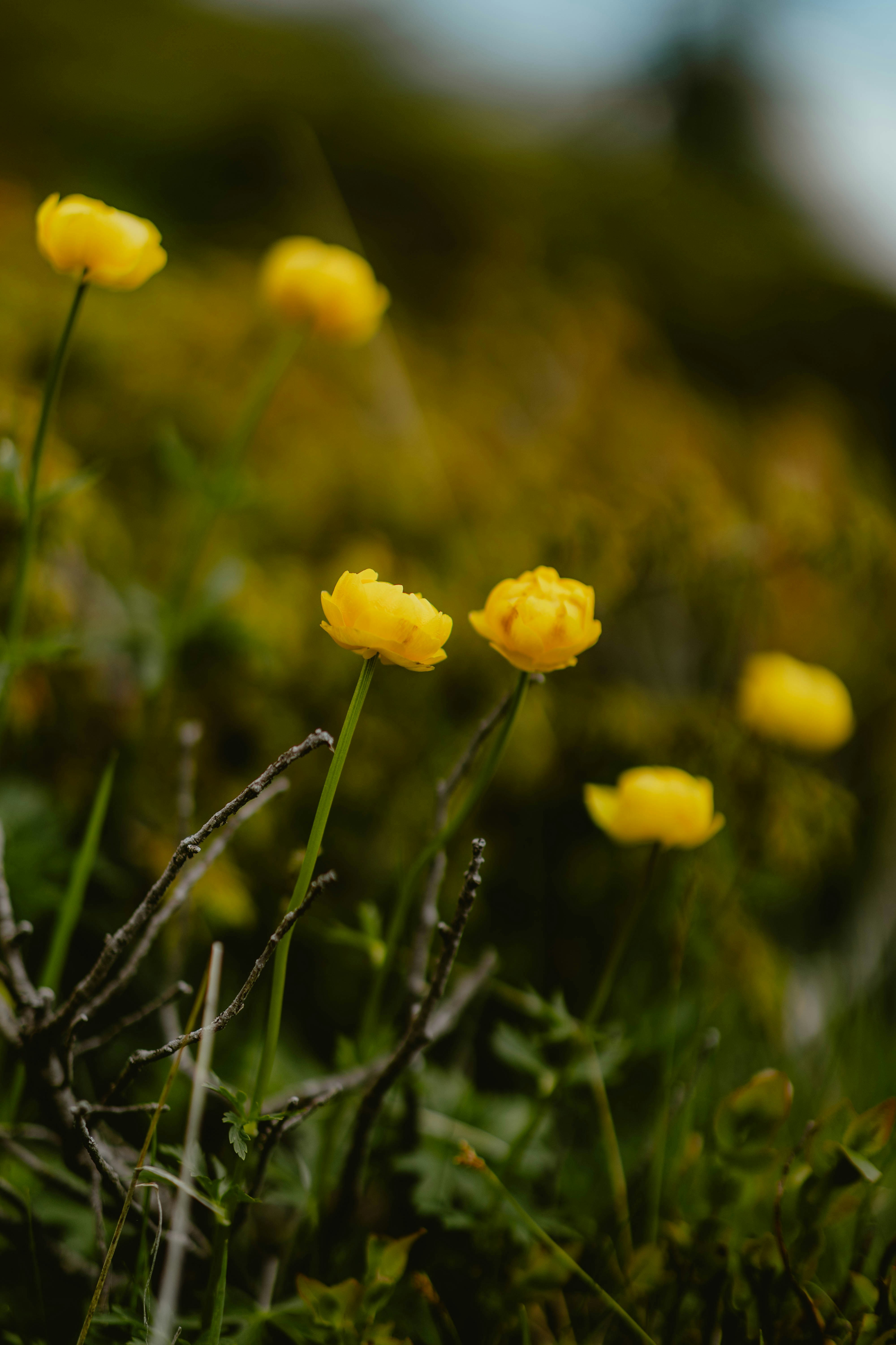 Sunlit Yellow Buttercups in a Gentle Field