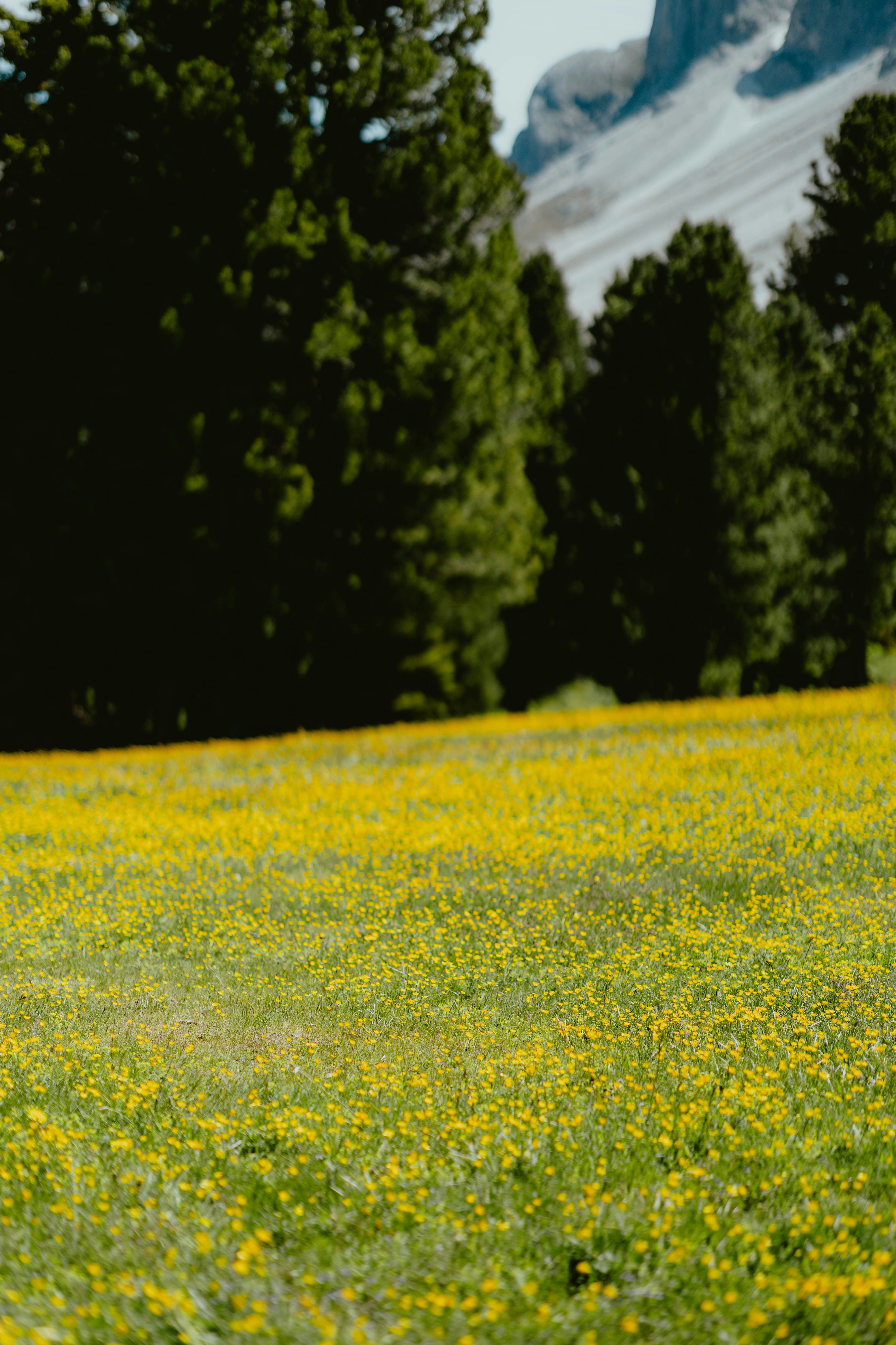 Golden Meadow under a Shaded Forest Canyon