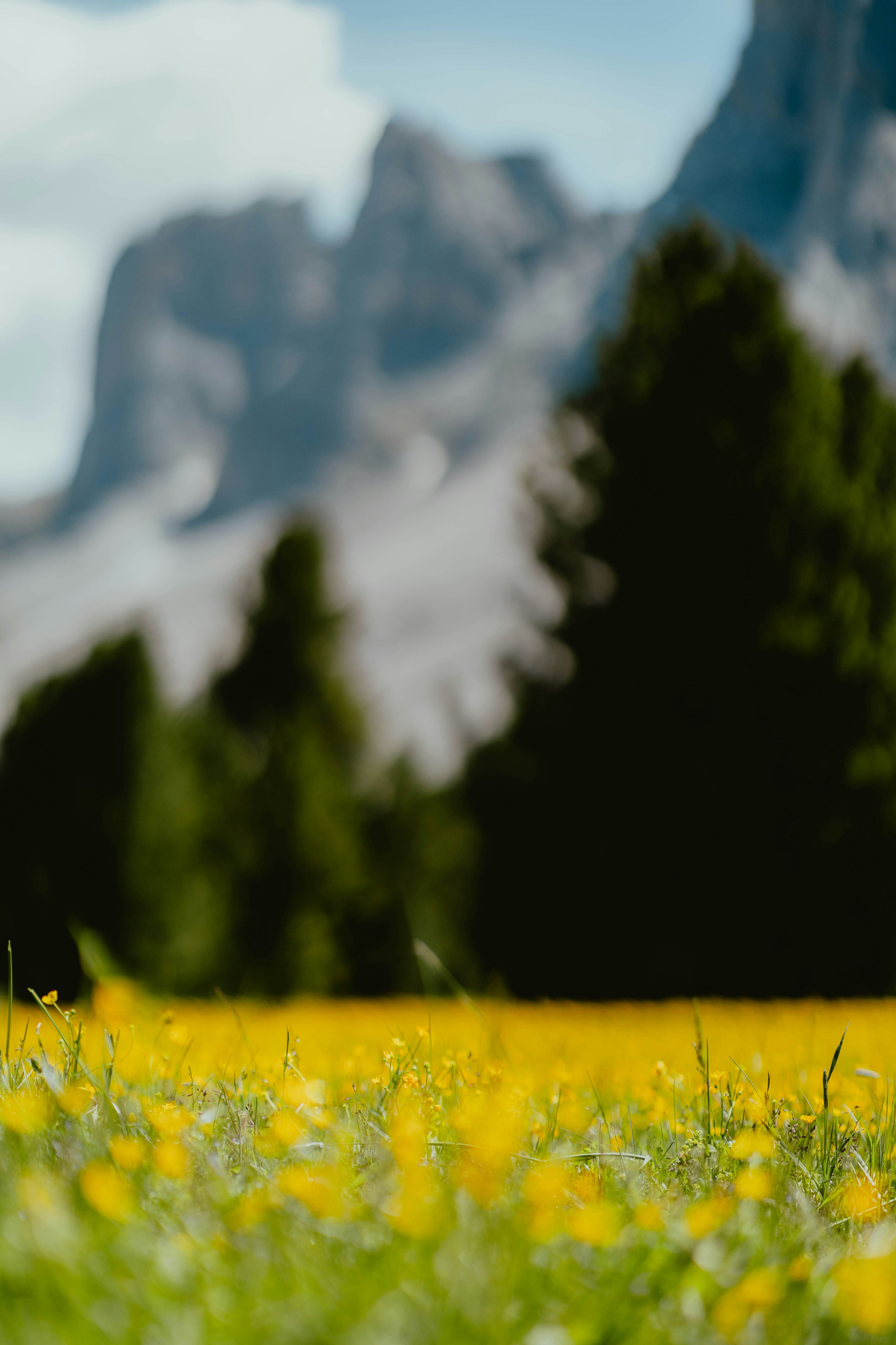 Golden Meadow Under Looming Peaks