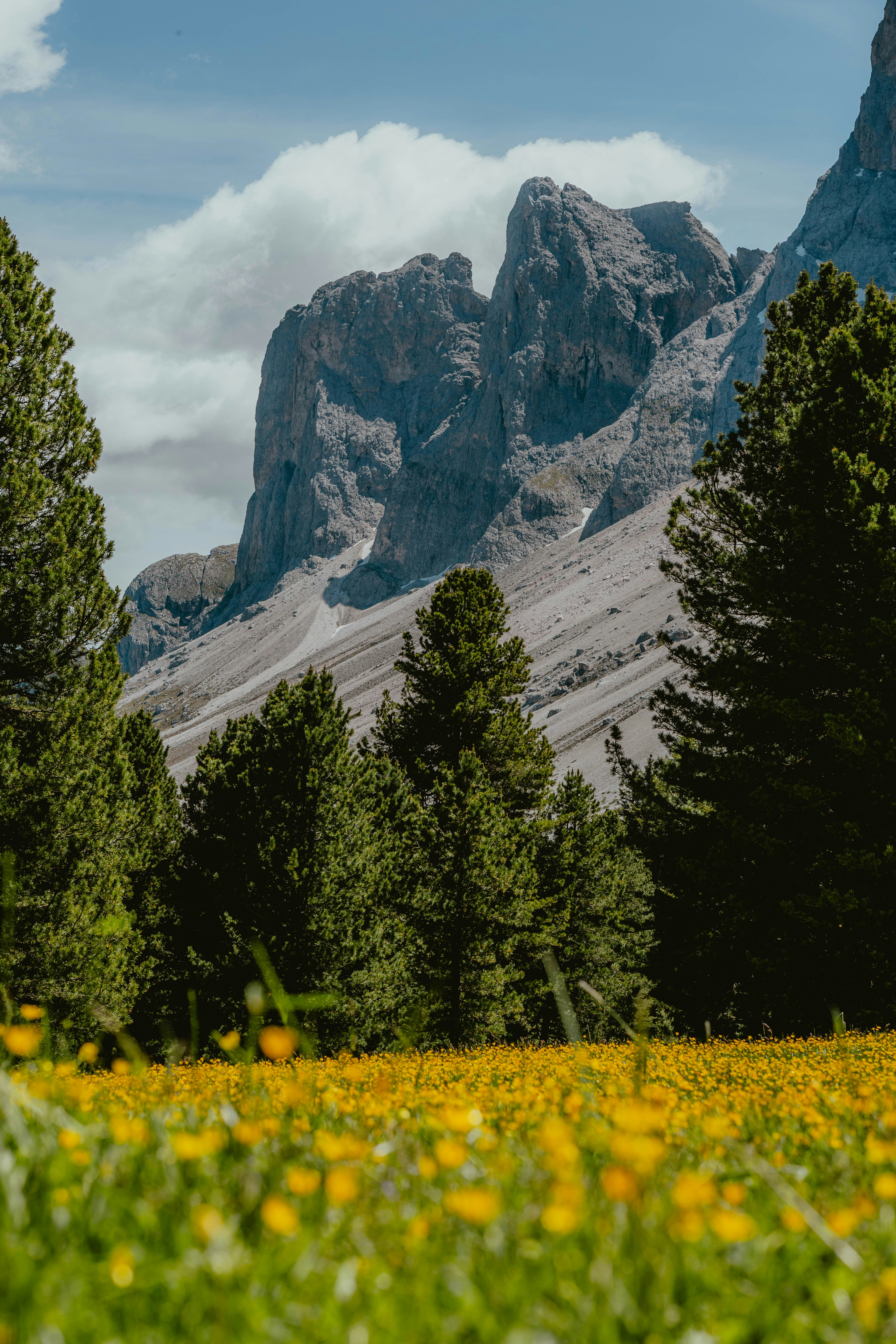 Golden wildflowers blanket a meadow with evergreen trees and towering rugged mountains in the distance under a blue sky.