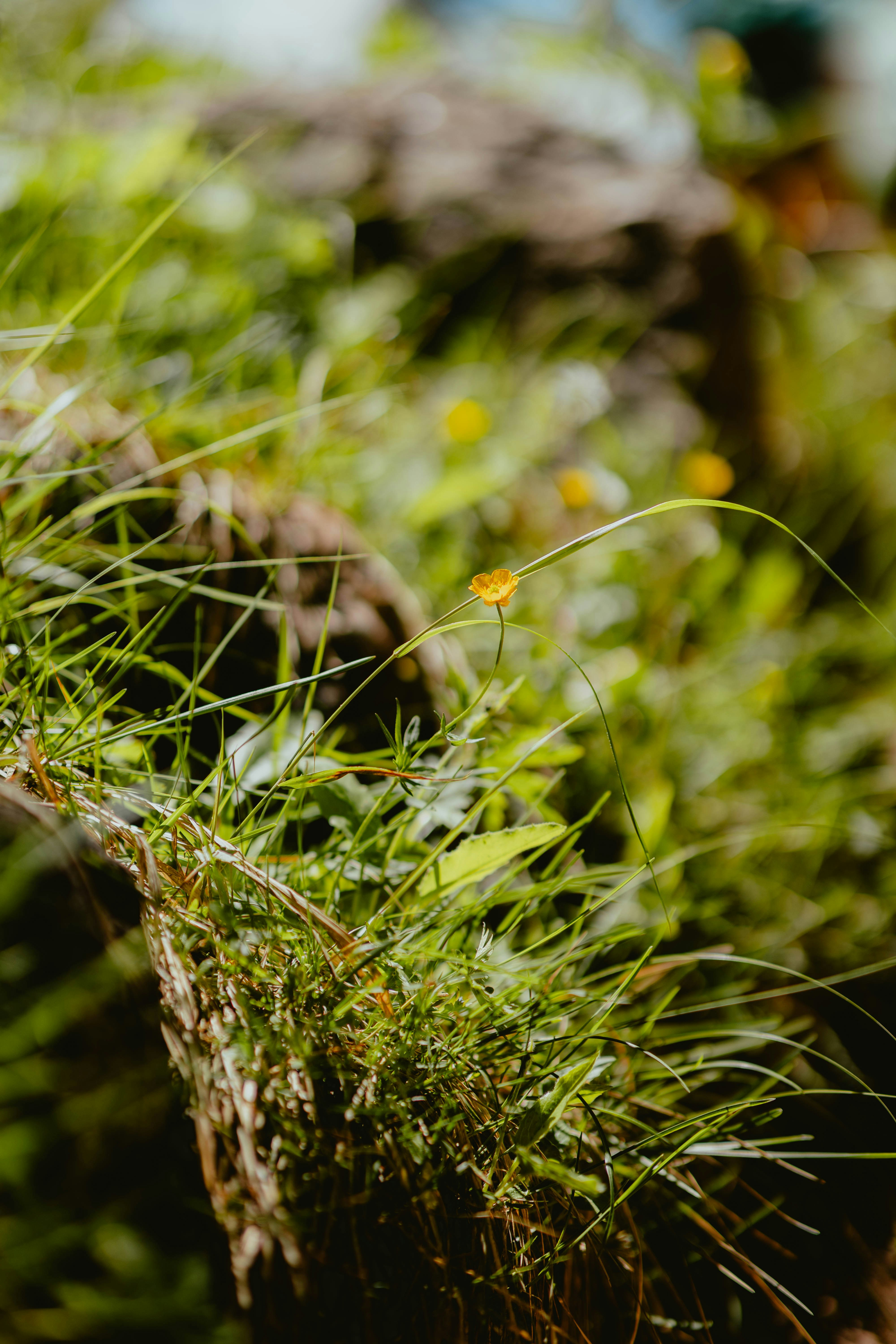 Golden Blossom Among Quiet Grasses
