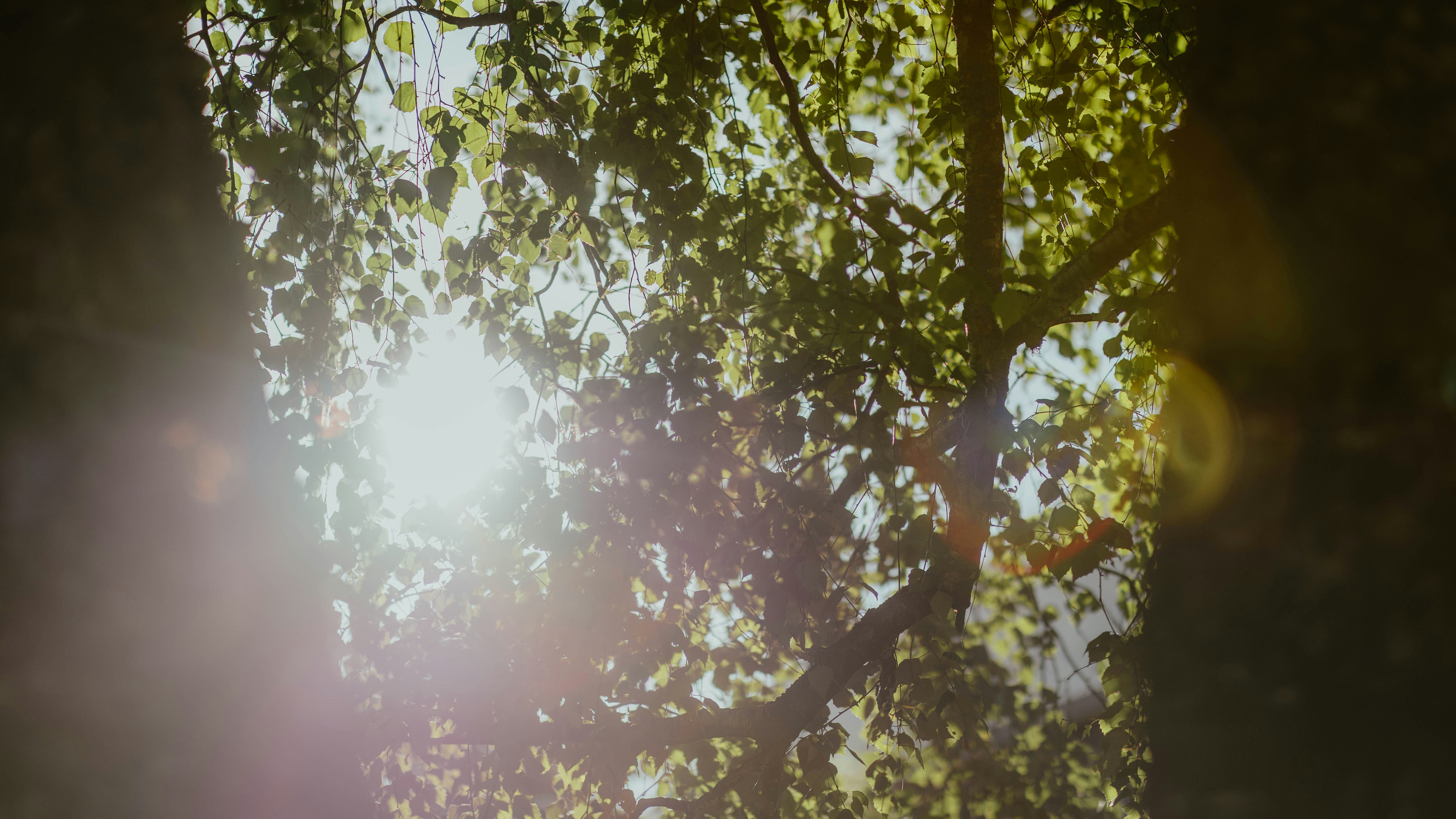 Sunlit Canopy Through a Soft Lens of Morning Light