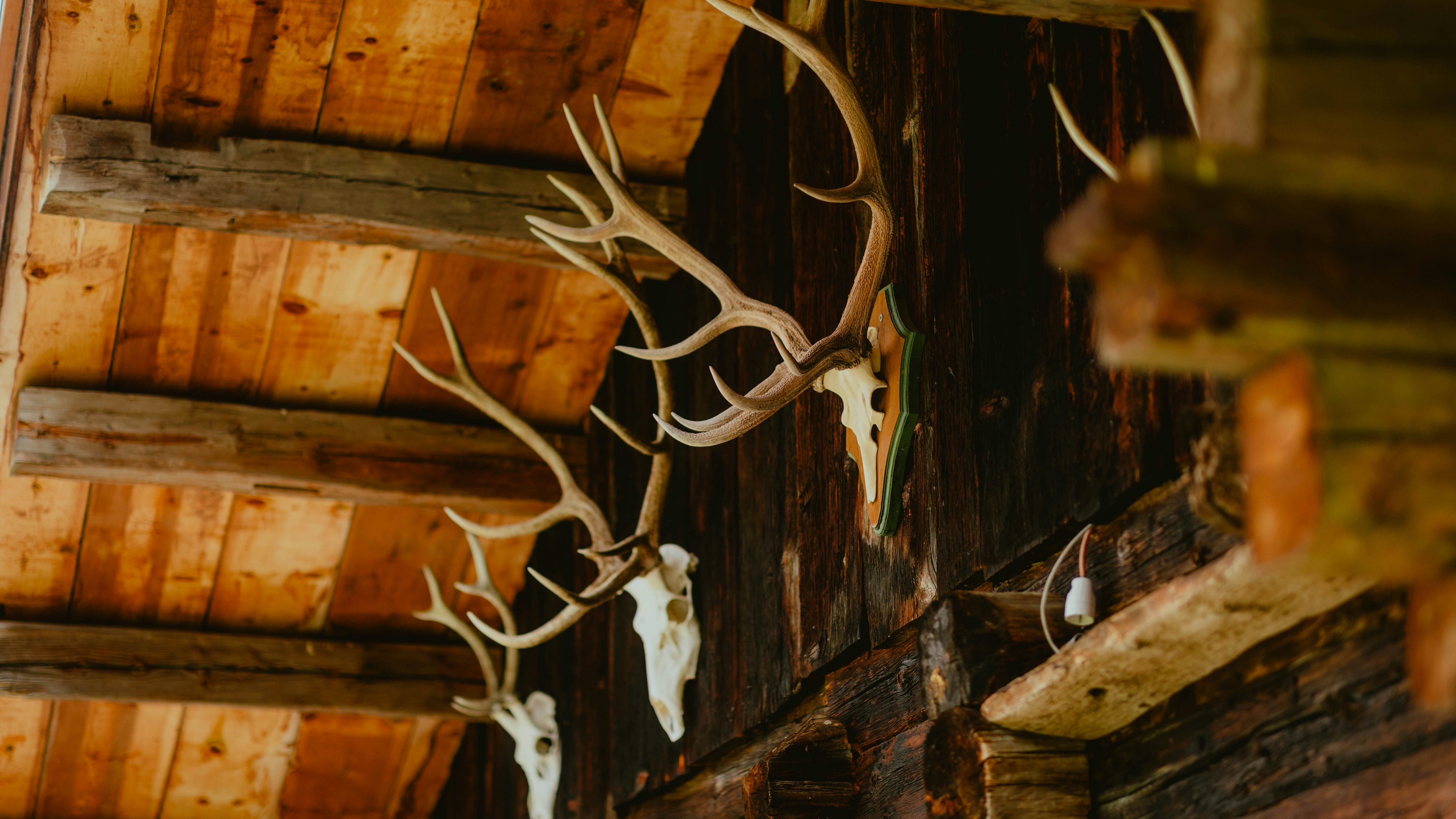Antlered Gallery: A Quiet Tension in the Wooden Hall