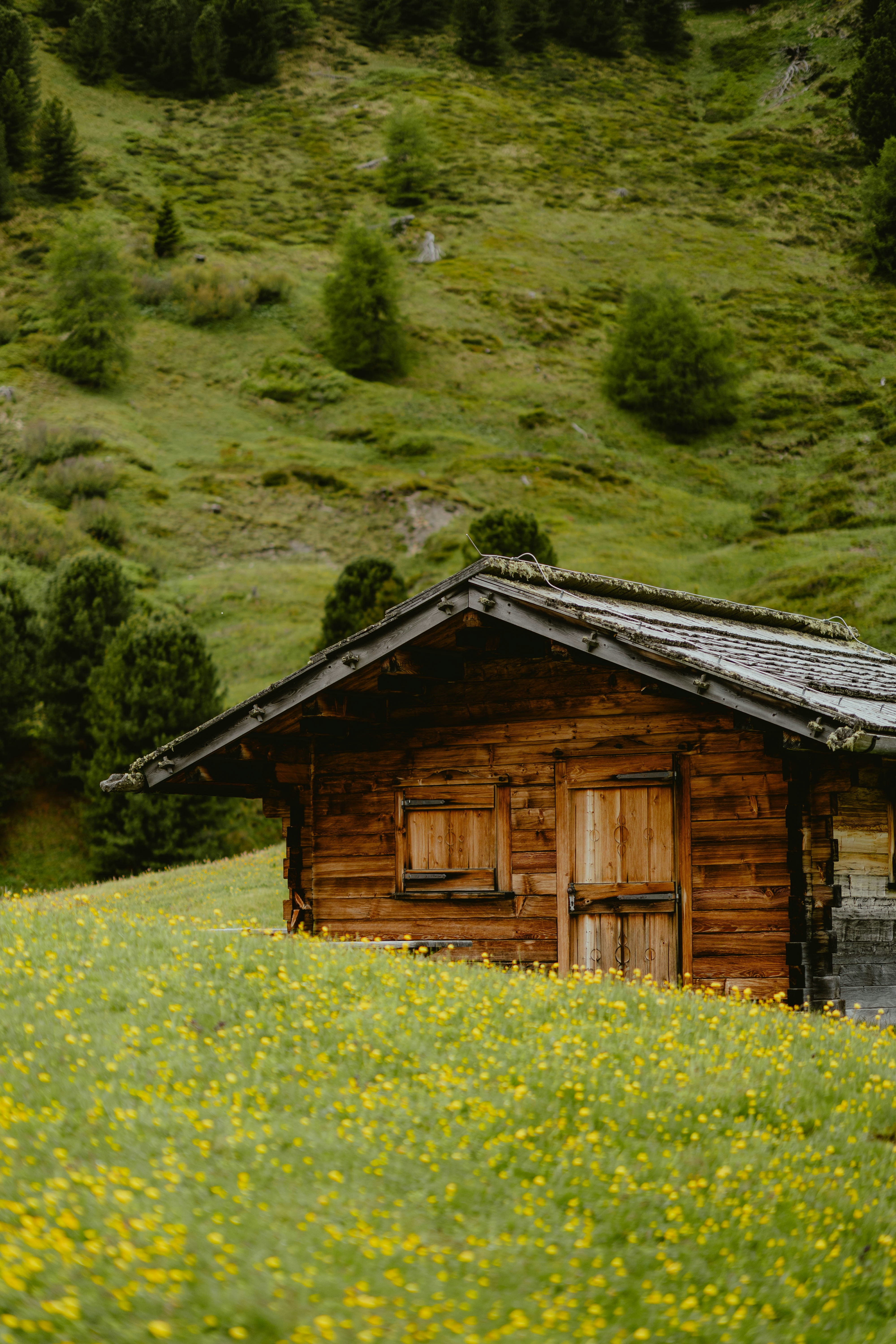 Rustic Cabin in a Meadow of Golden Blooms