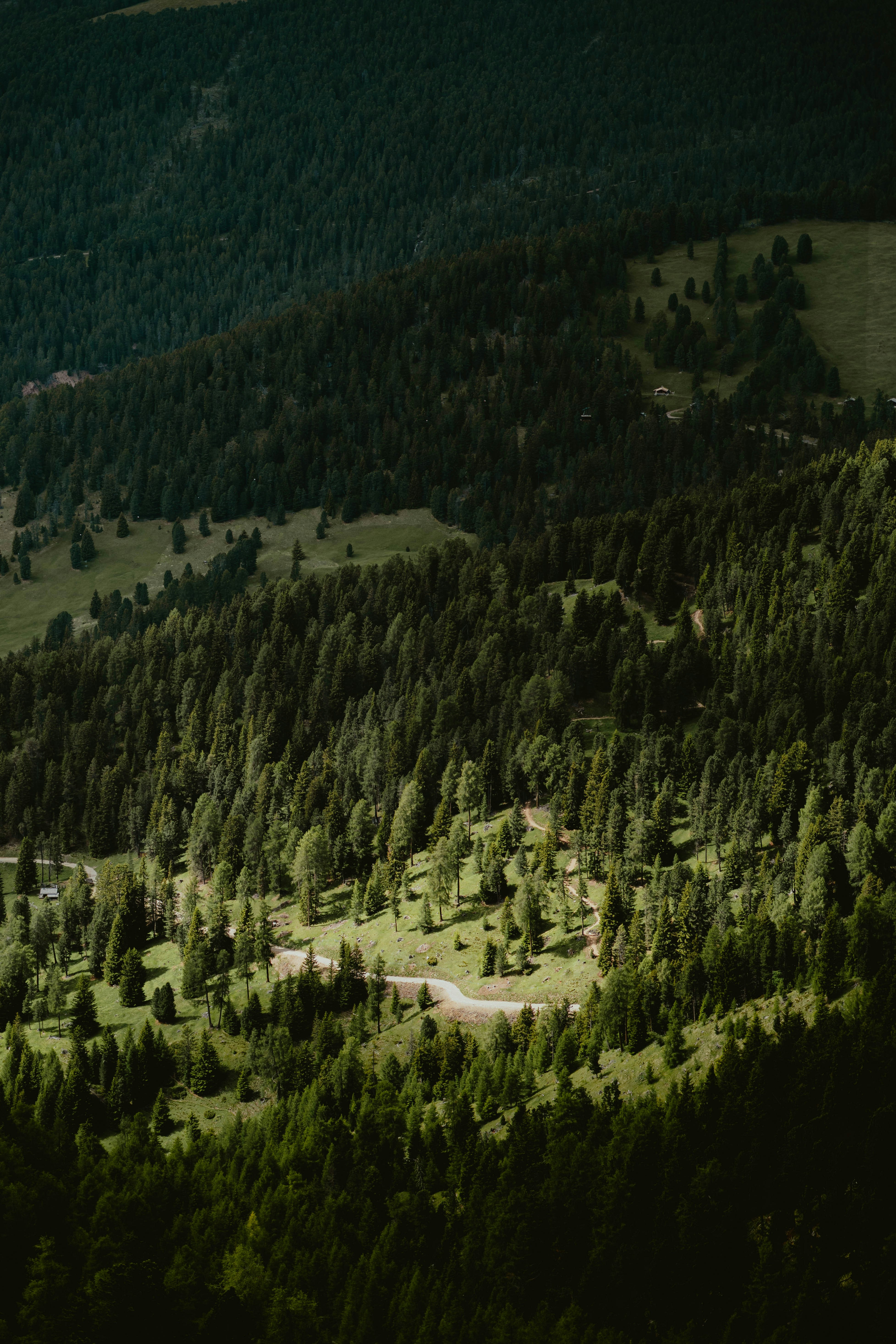 Moss and Pine Veil: a Quiet Mountain Afternoon