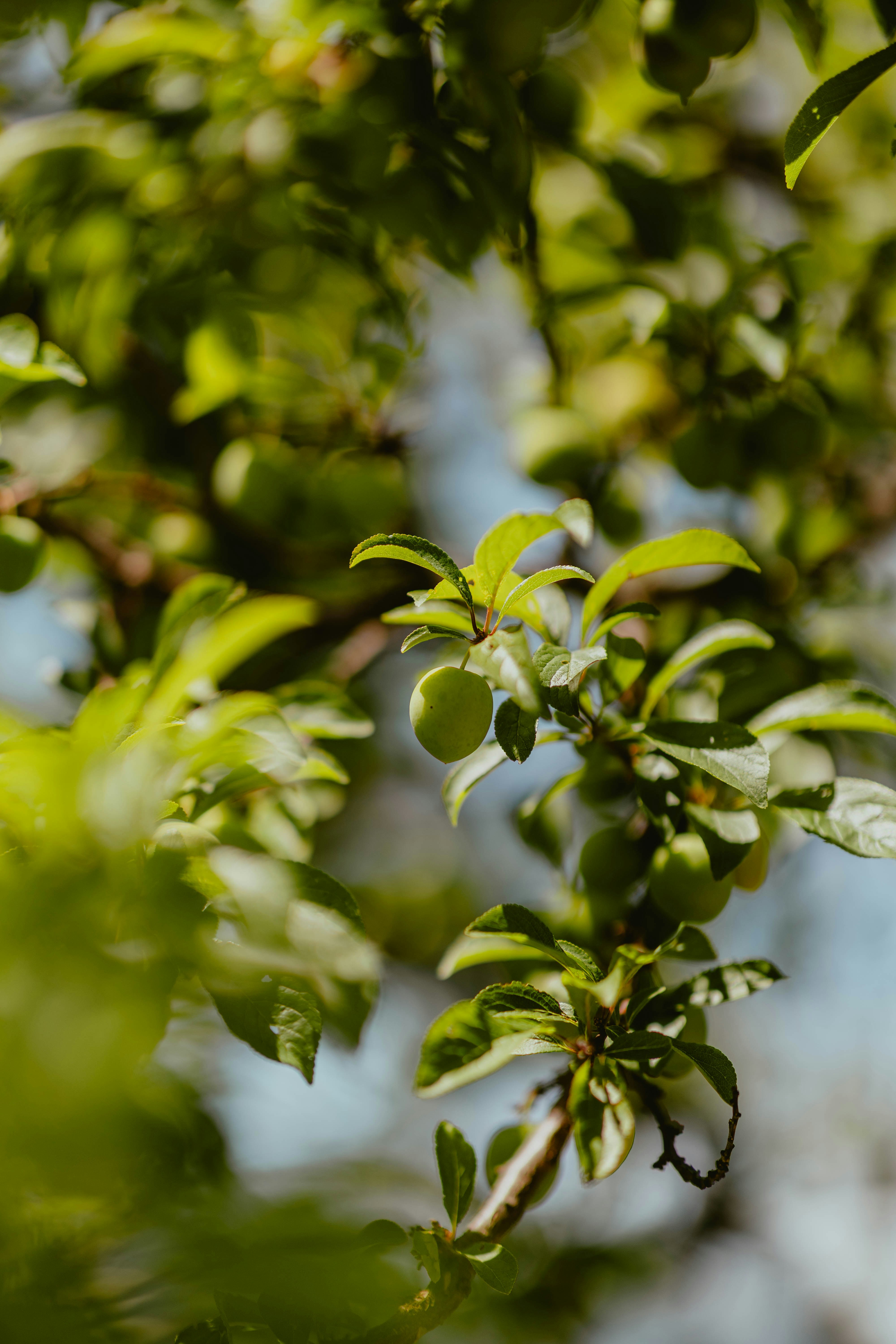 Lime-green Leaves Framing a Sunlit Orchard