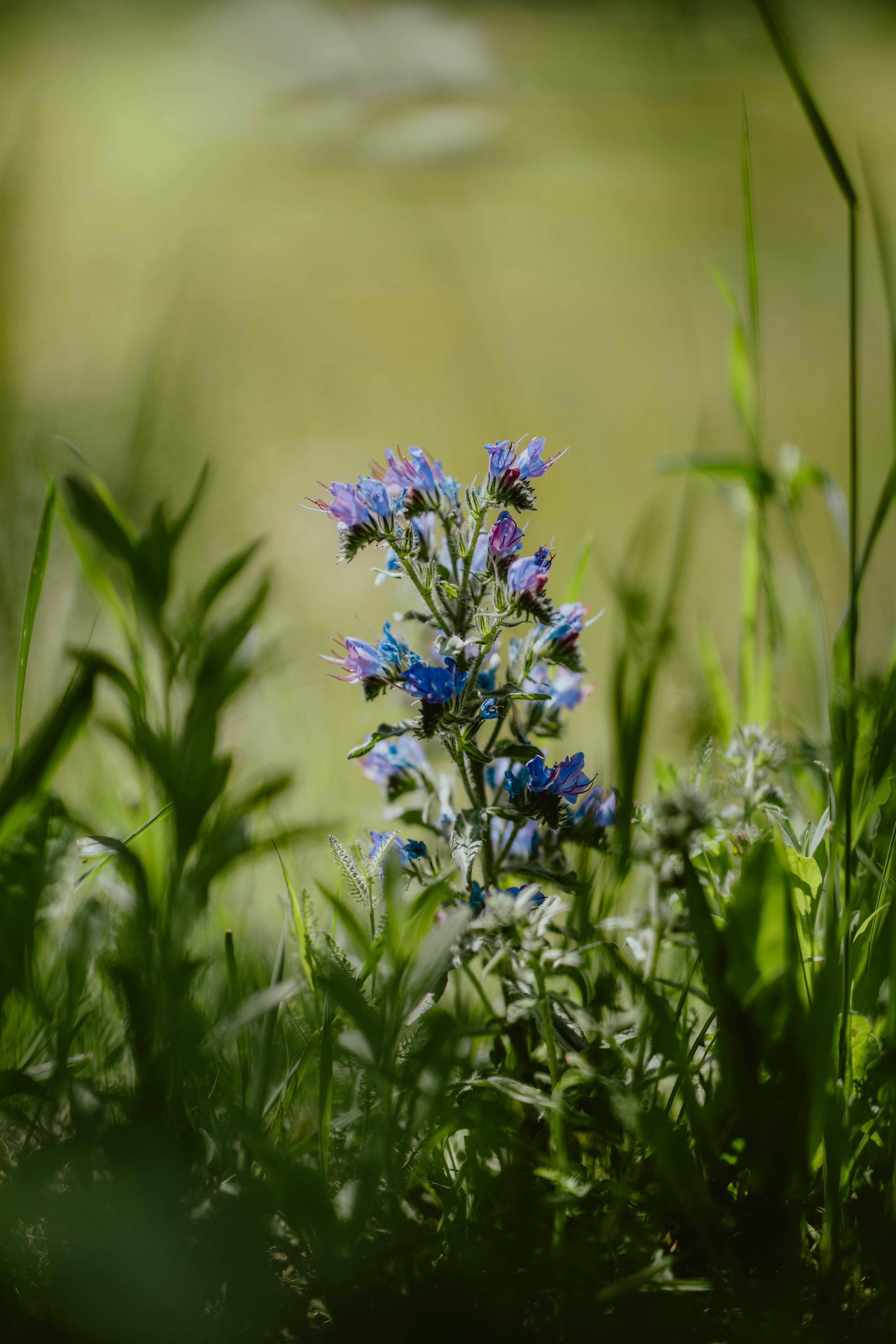 Blue blossom rising from sunlit meadow
