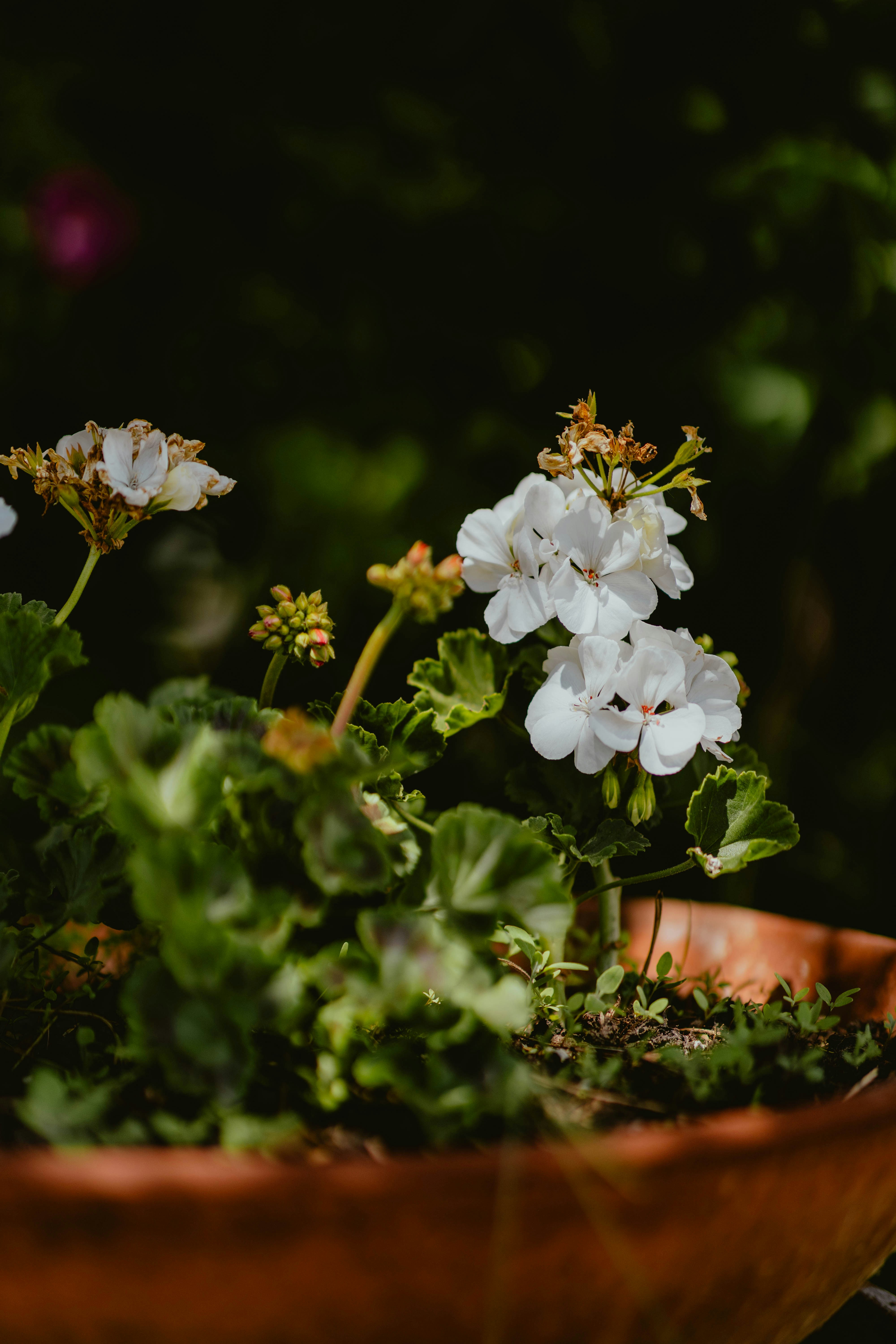 White Geranium Flowers in a Terracotta Pot