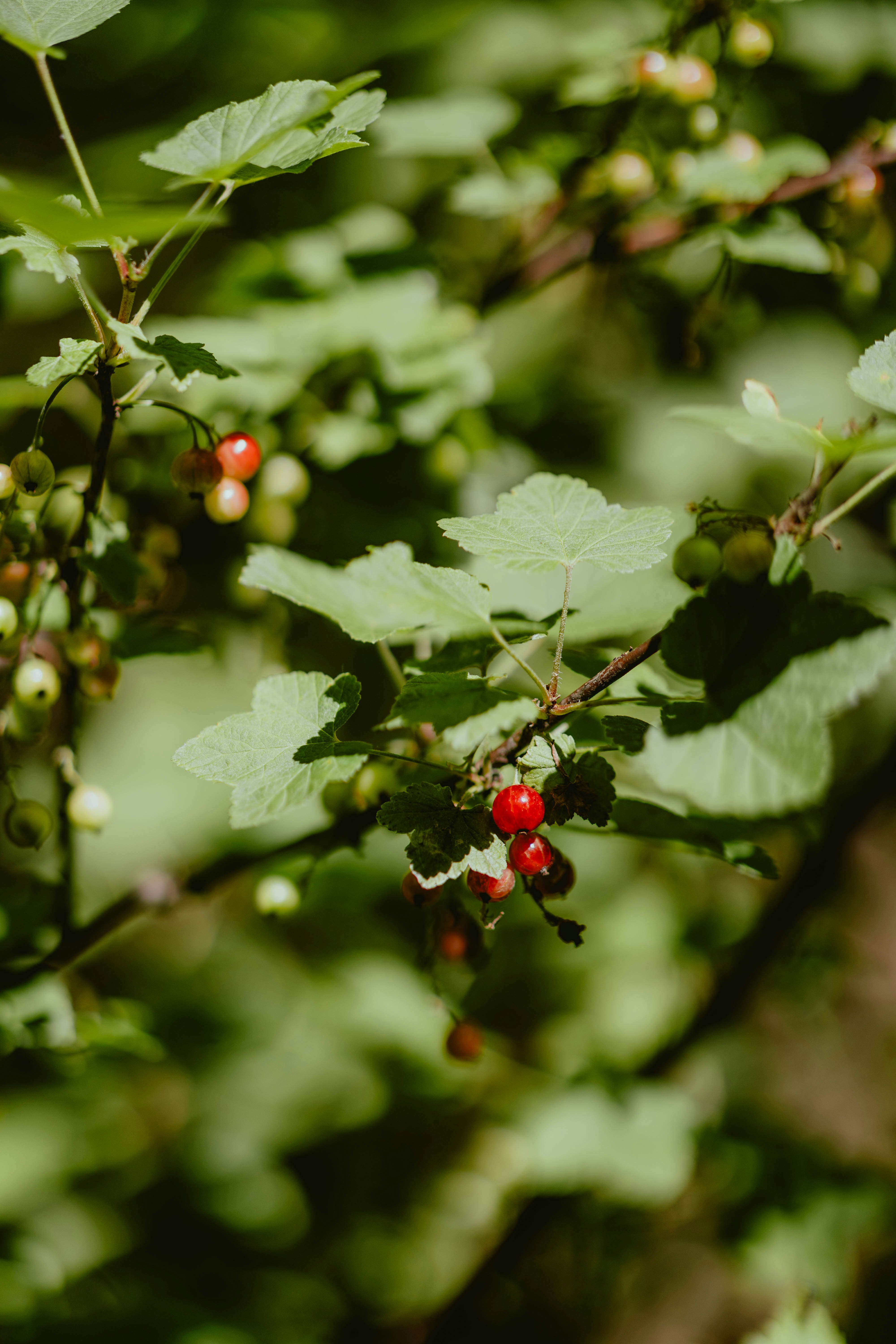 Red Currant Flush: A Quiet Burst of Spring Reds Among Green Foliage