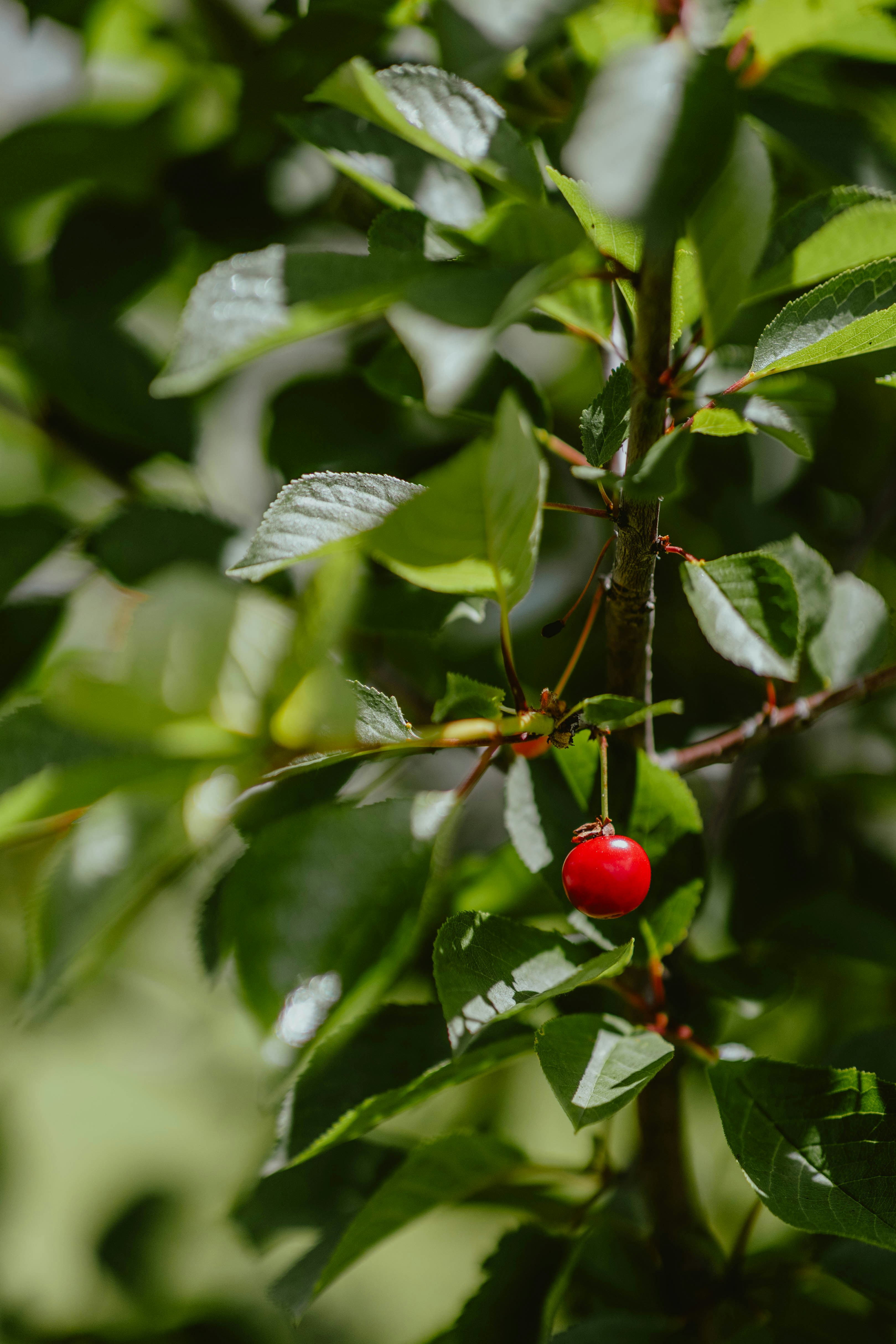 Single Red Cherry Amid Green Canopy