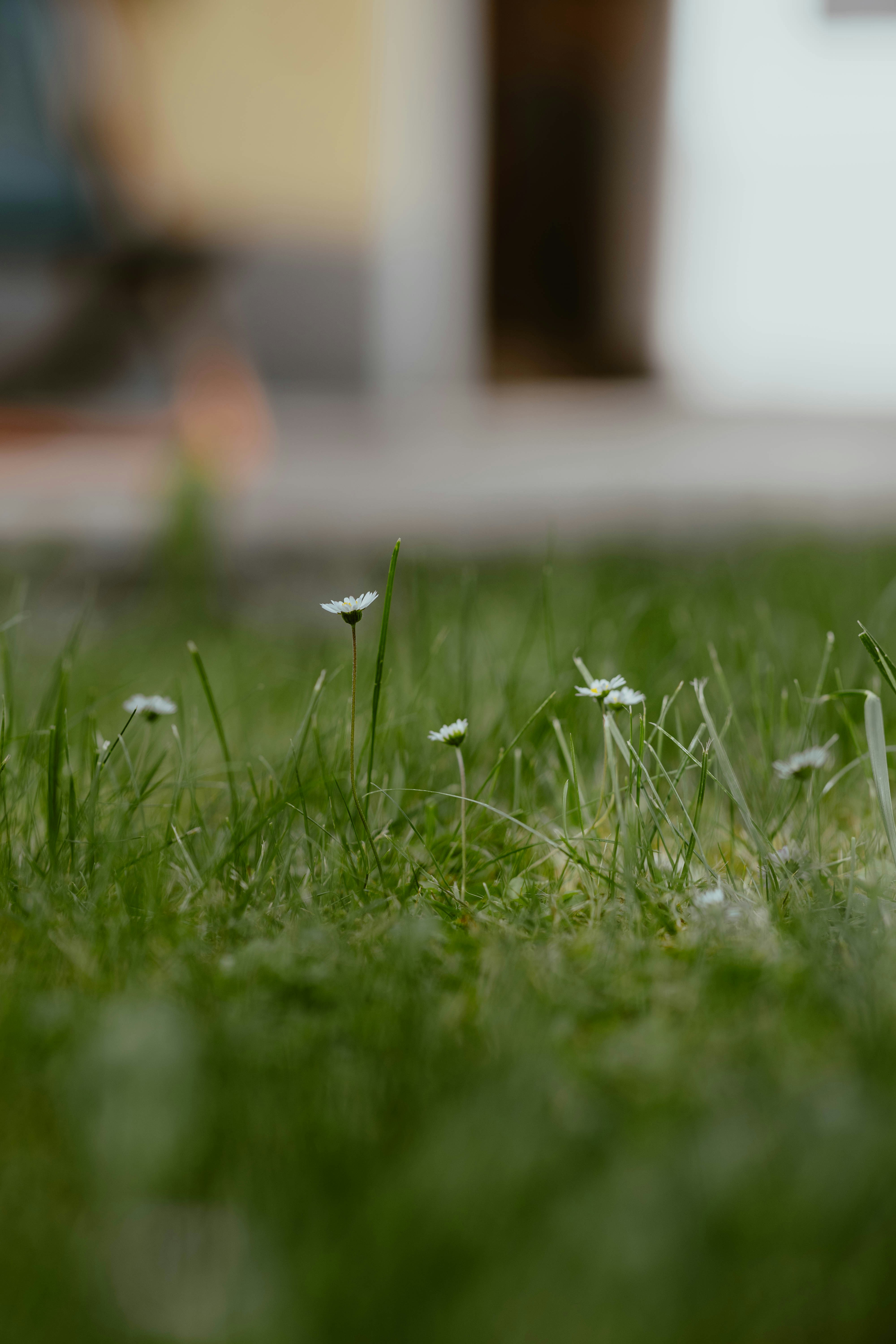Daisy Crown in a Quiet Lawn Embrace