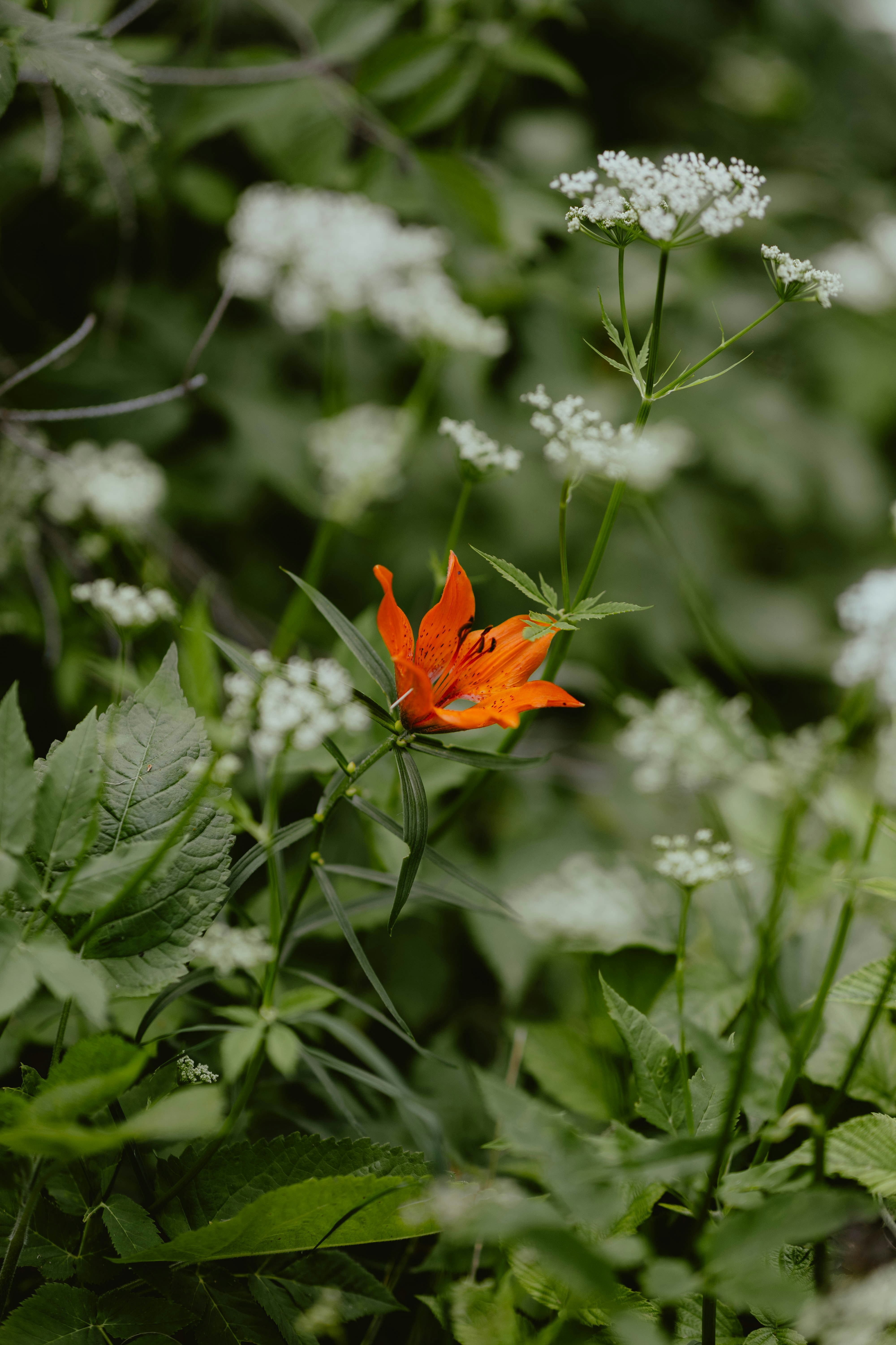 Orange bloom amid a lace of white: a lone flower in quiet green