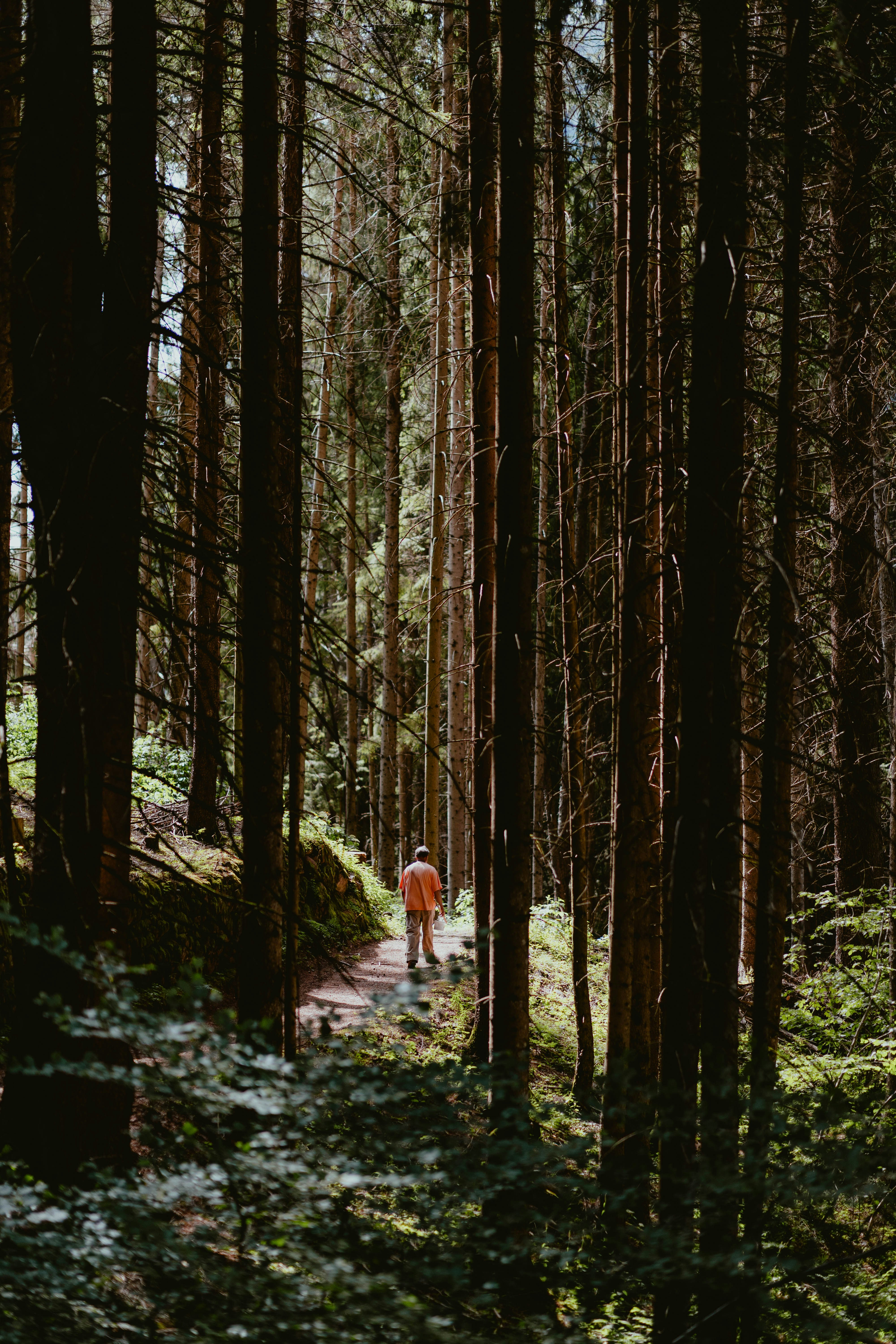 Cambrian Trail: A lone figure in a sunlit pine corridor