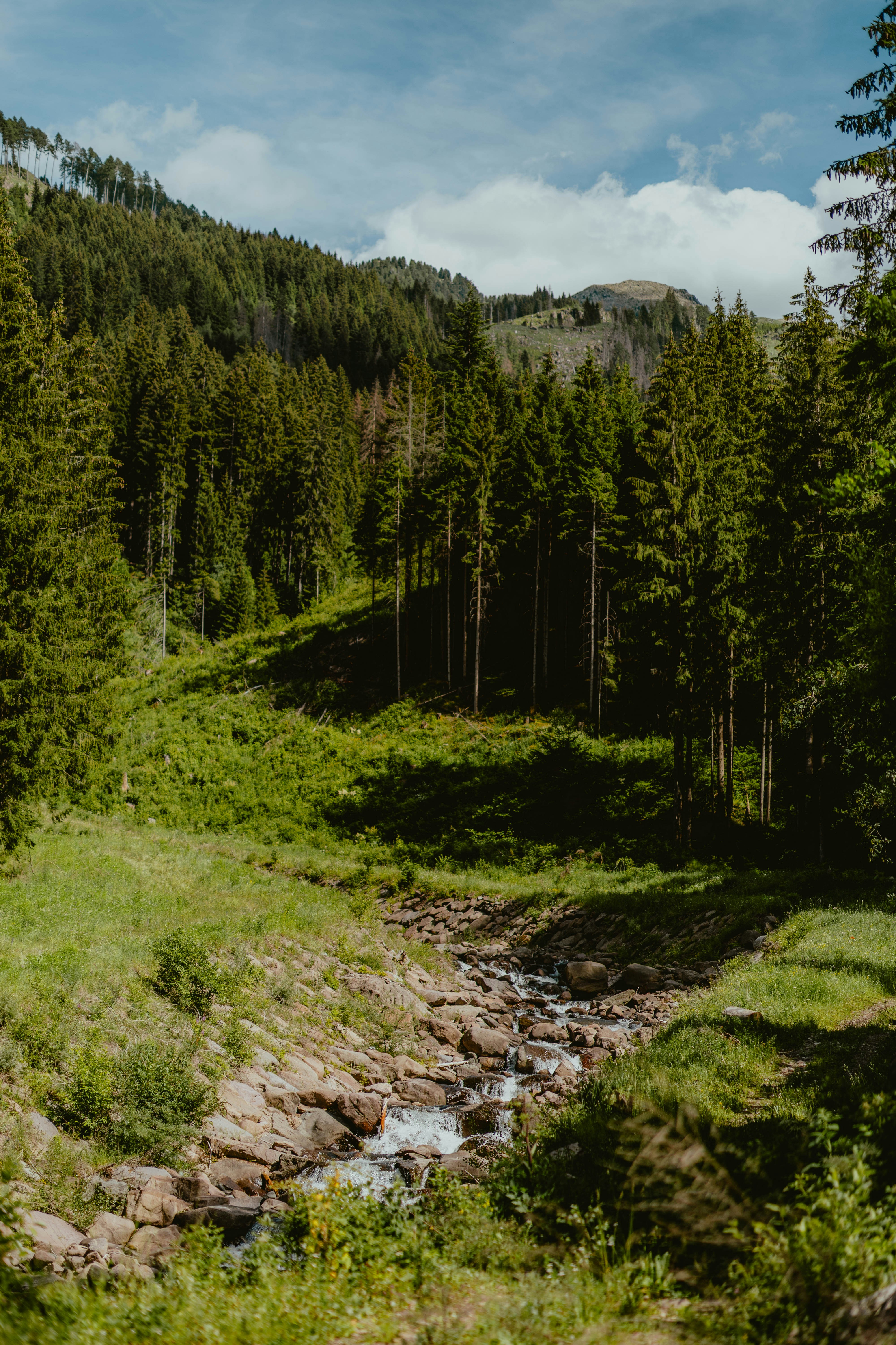 Stream through the pine valley under a sunlit alpine canopy