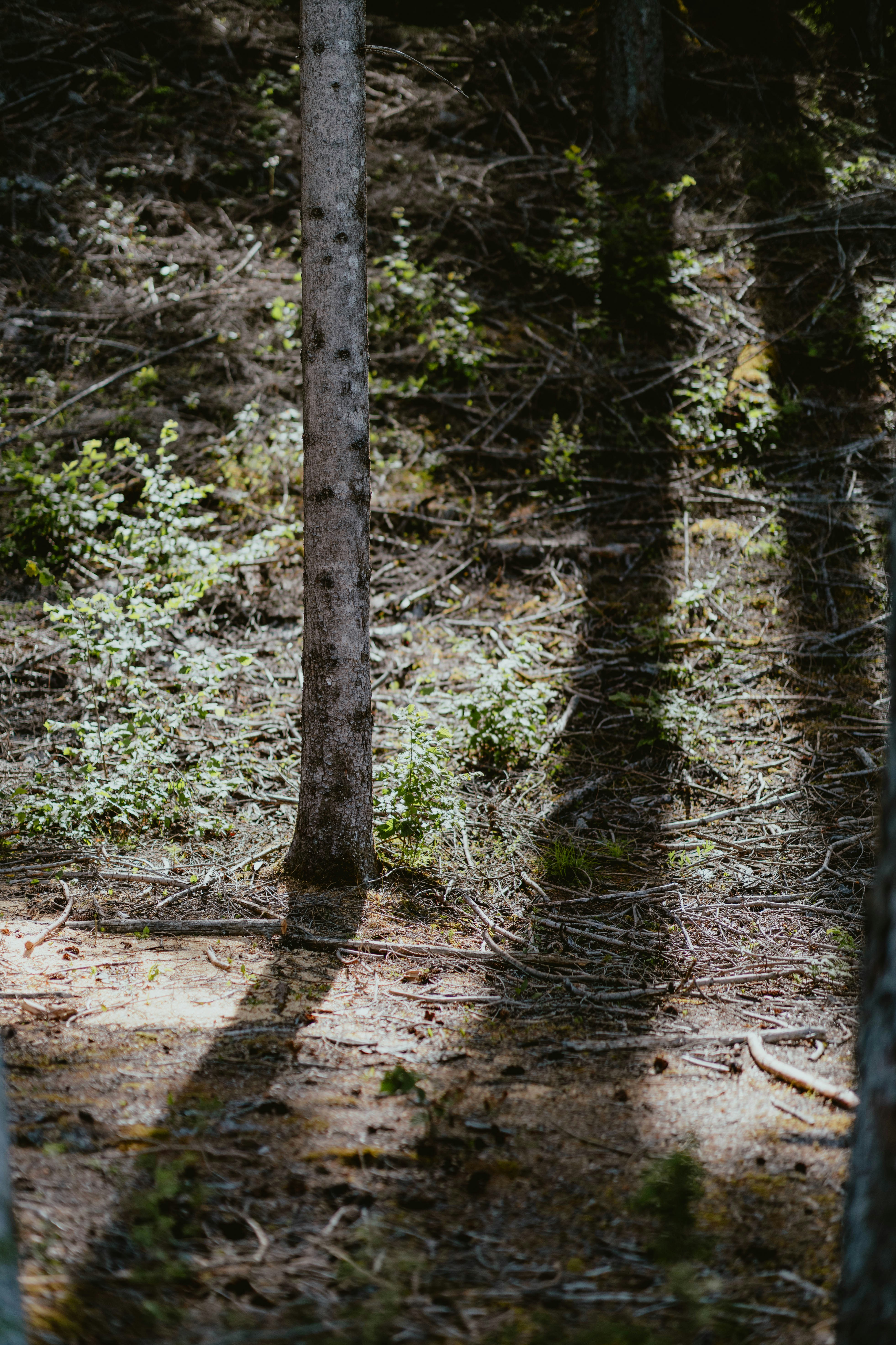 Sunlit Trunk Break in Quiet Pine Understory