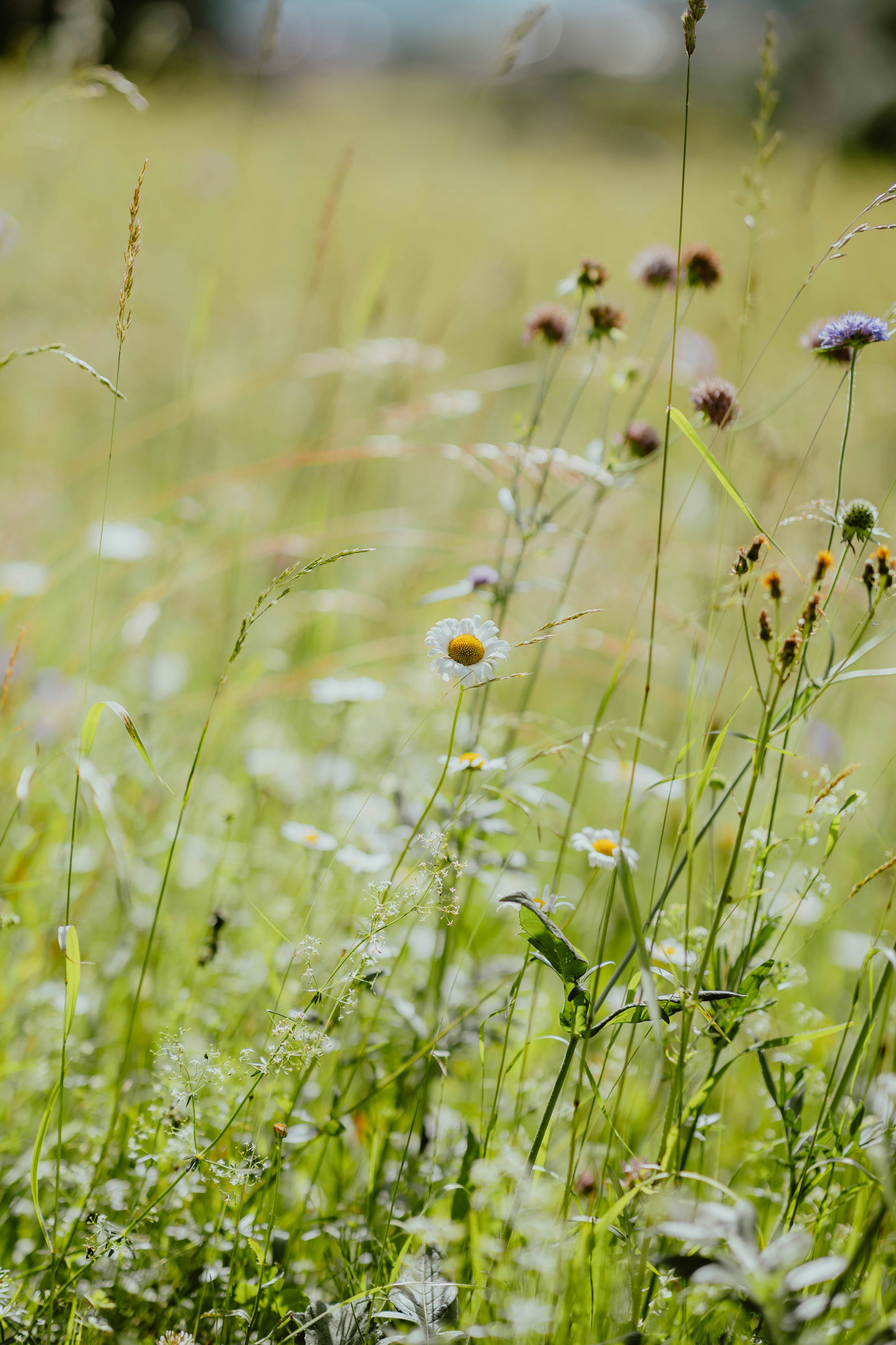 In a Sunlit Meadow: Wildflowers Reaching for the Sky