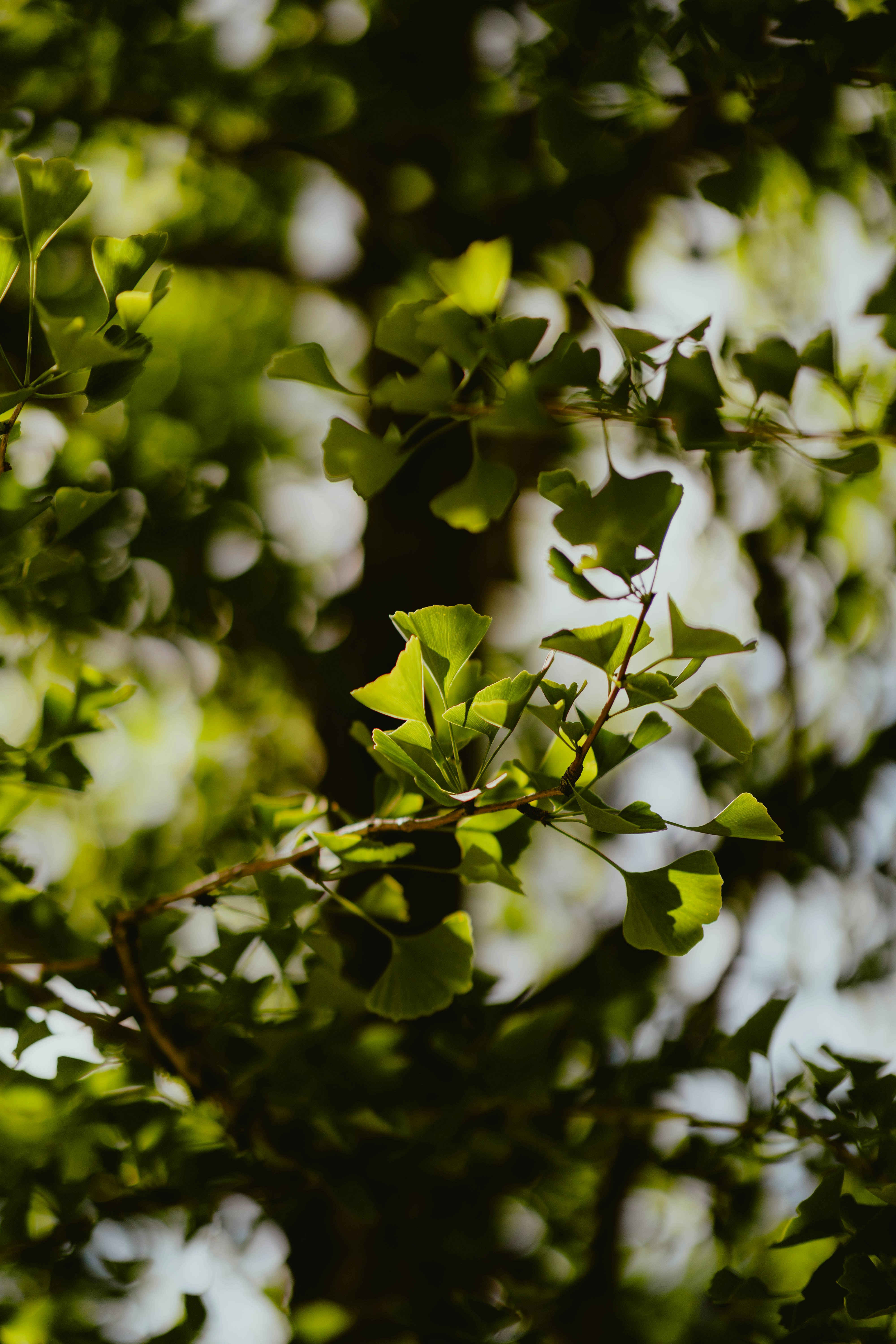 Sunlit Ginkgo Branches: A Quiet Study in Green and Light