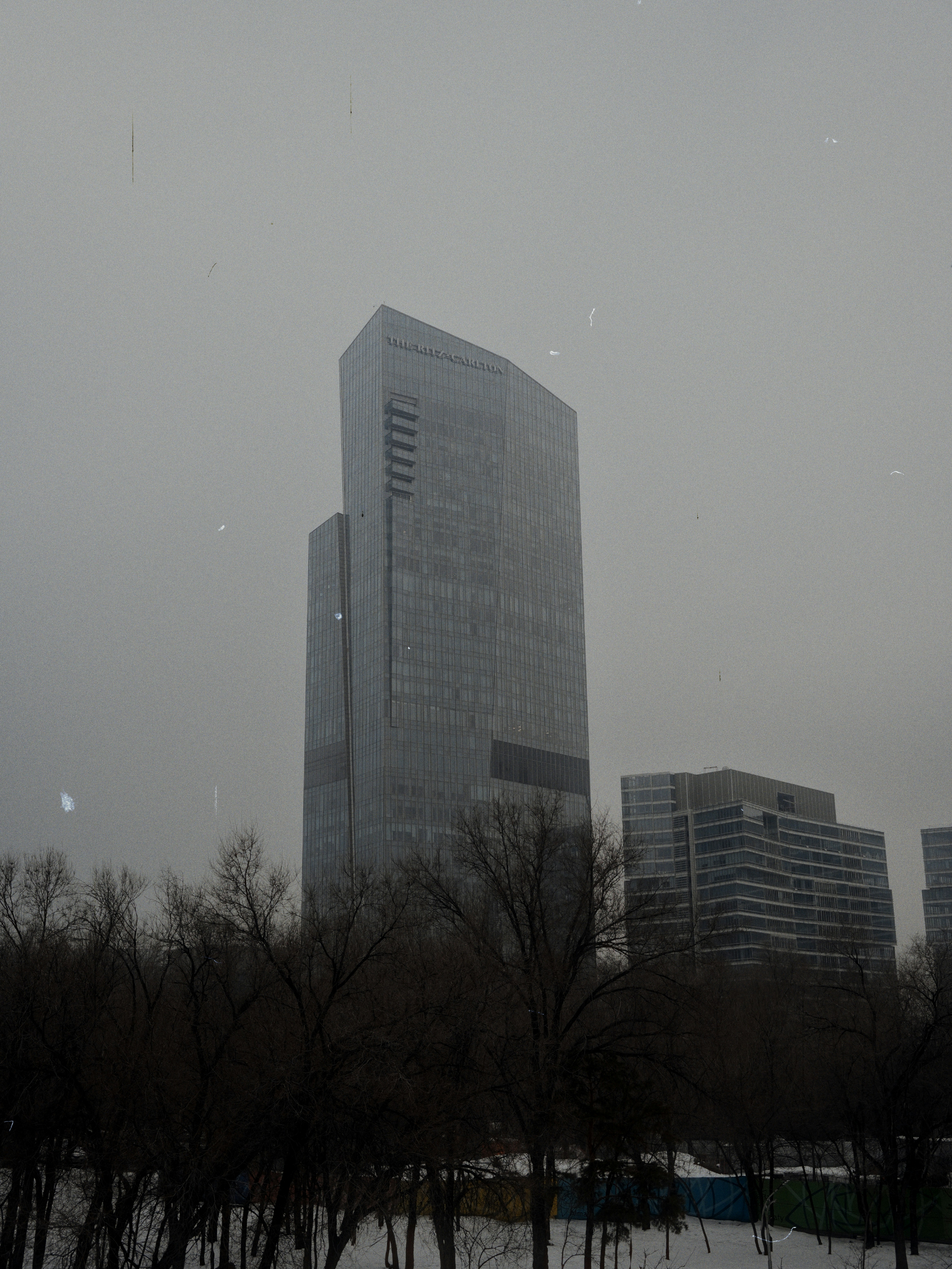 A Skyscraper Rising Above Winter Trees
