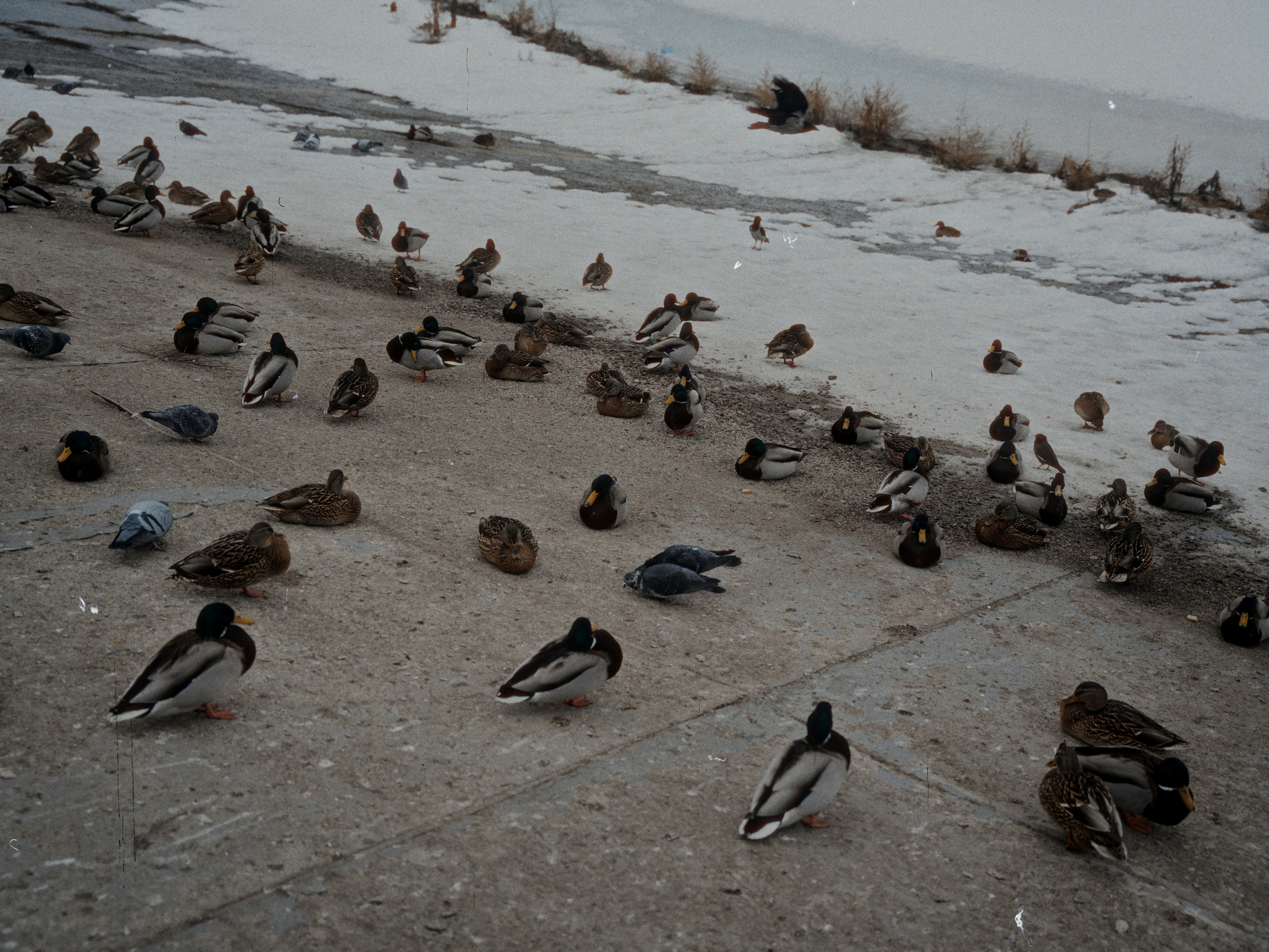 Flurry of Plump Feathers on a Snowy Shore
