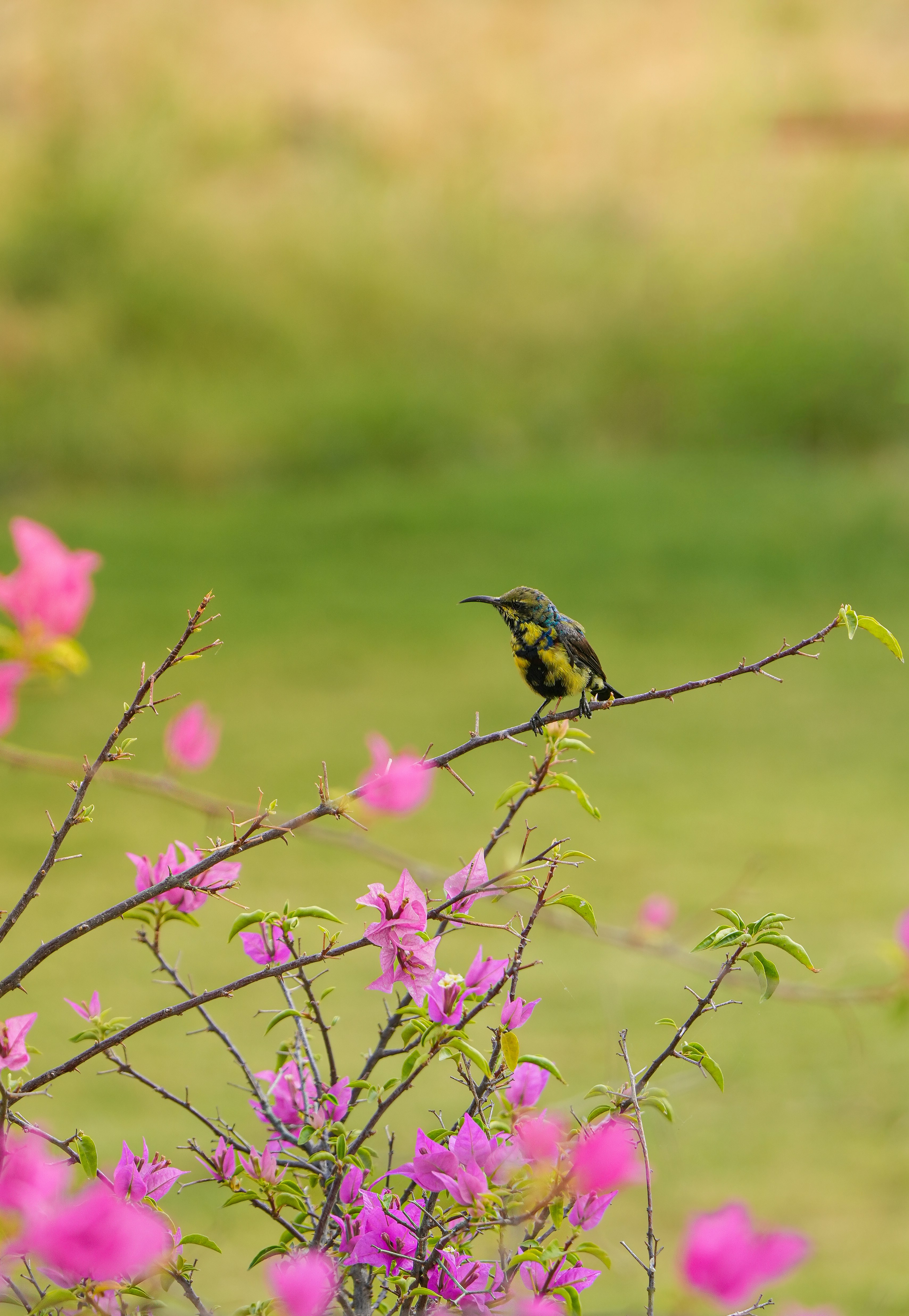 Yellow-bellied Warbler on a Pink-Flowered Branch