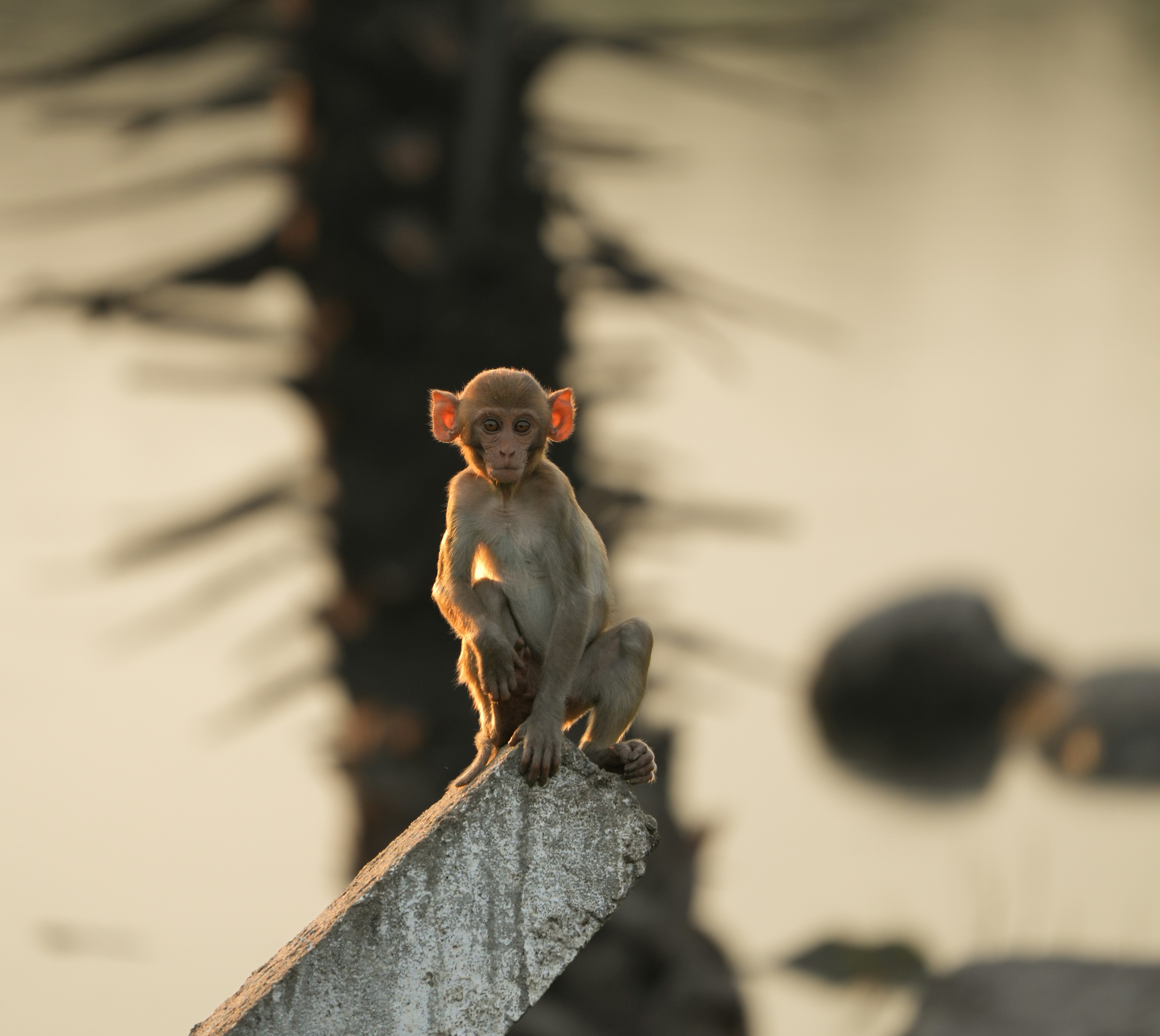 Lone macaque on sunlit prow: a wary gaze above the still water