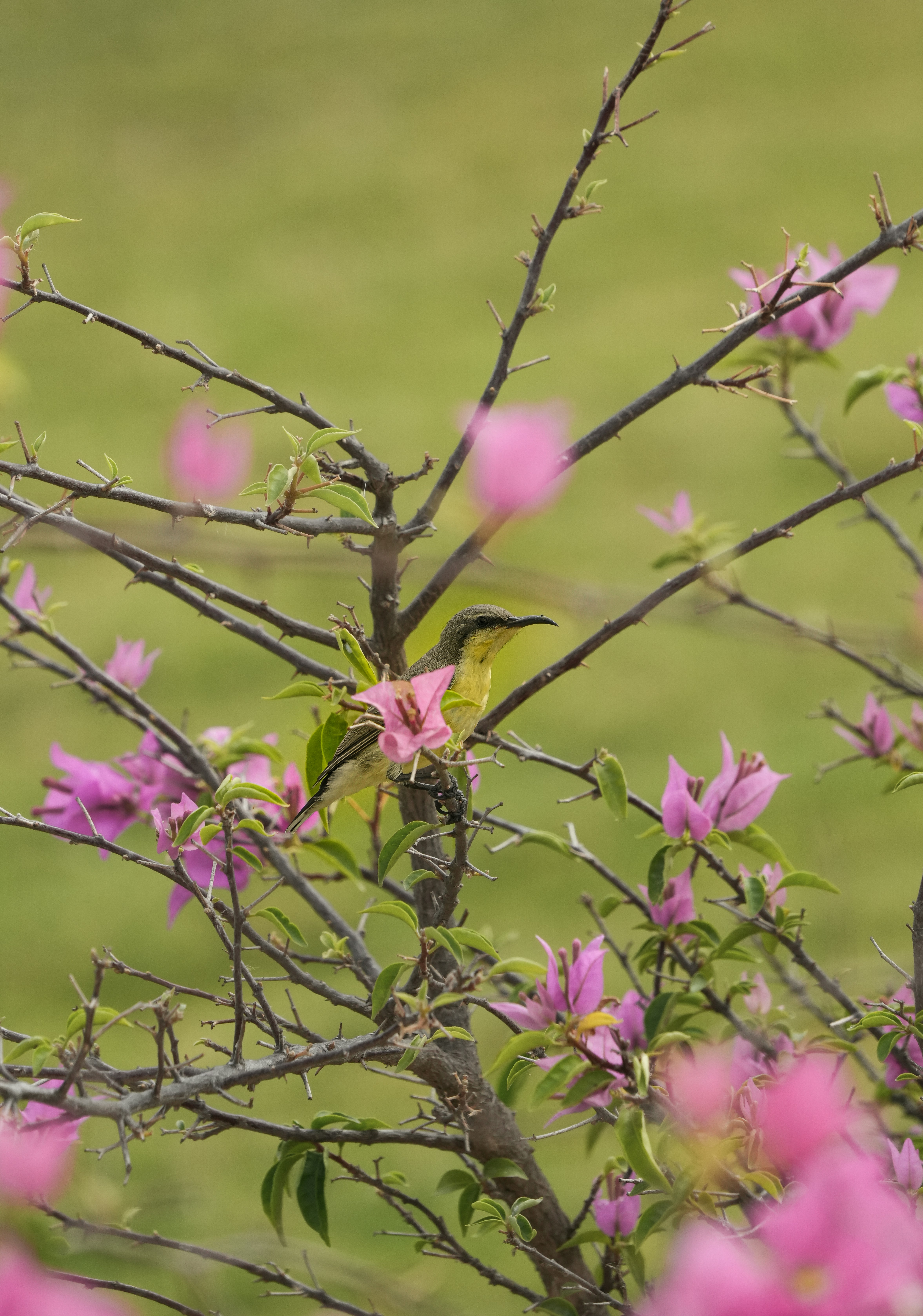 Yellow Warbler Amid Pink Blossoms
