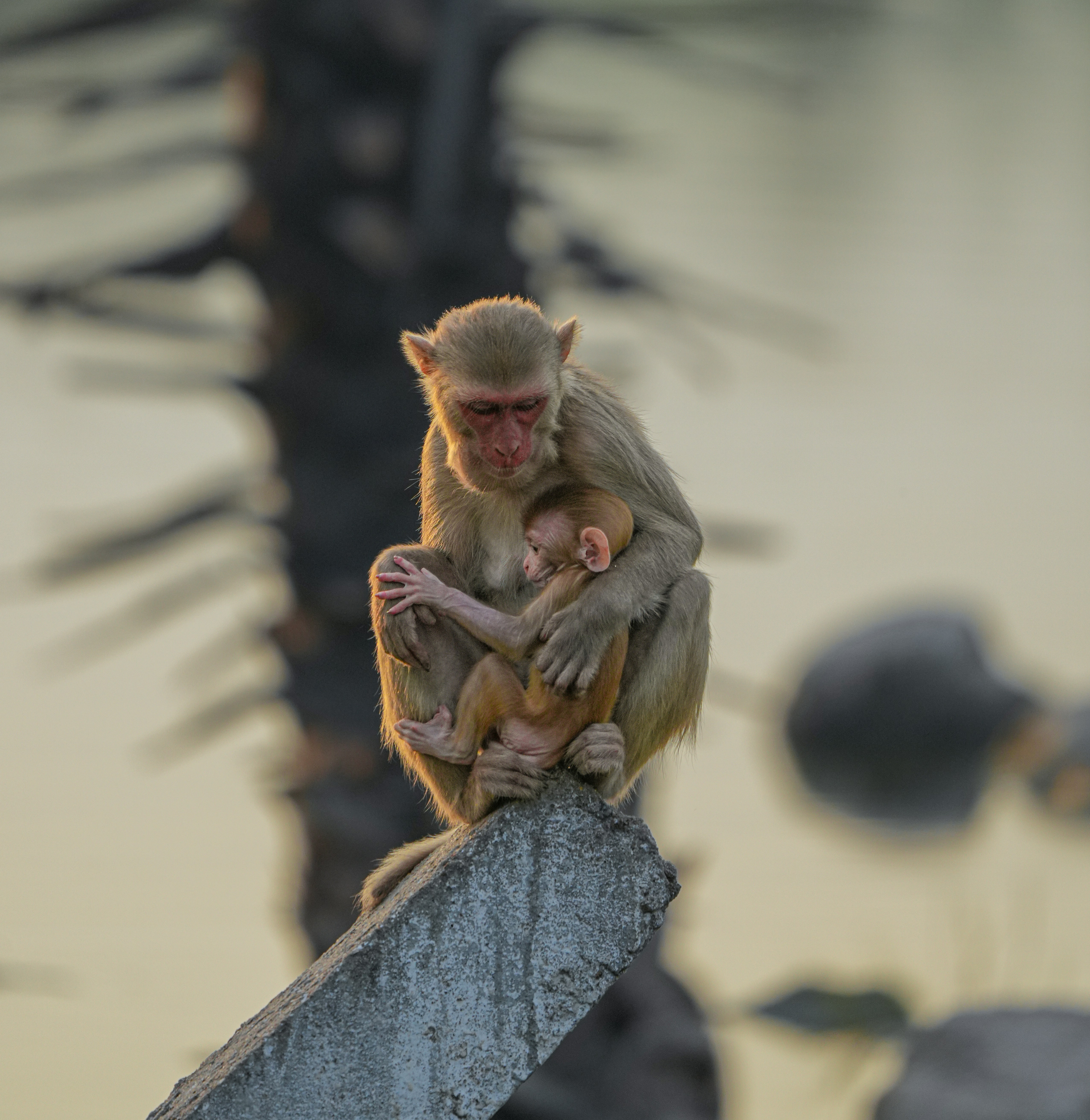 Mother and infant macaque perched atop a sunlit rock