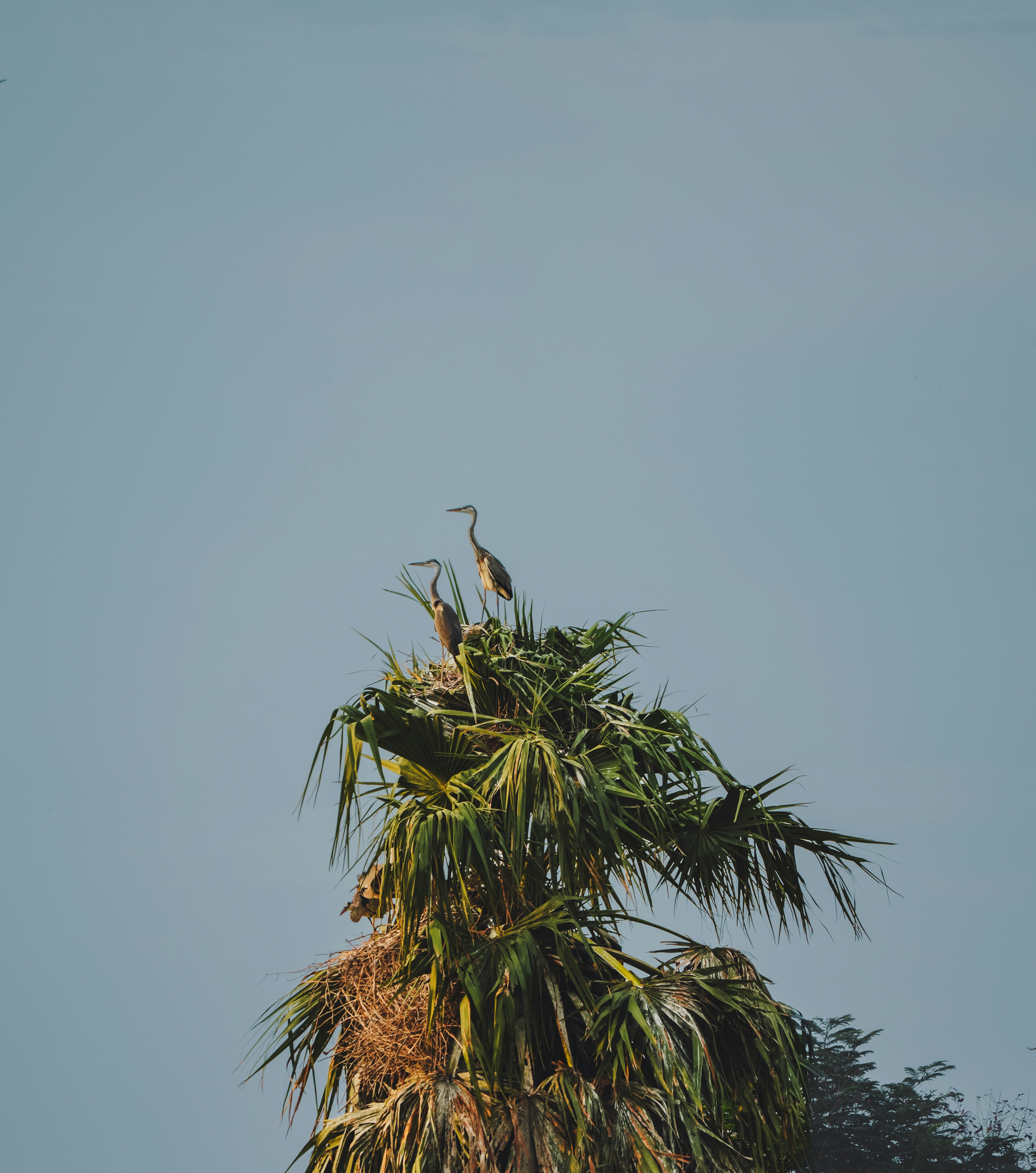 Herons nesting atop a palm tree against a blue sky.
