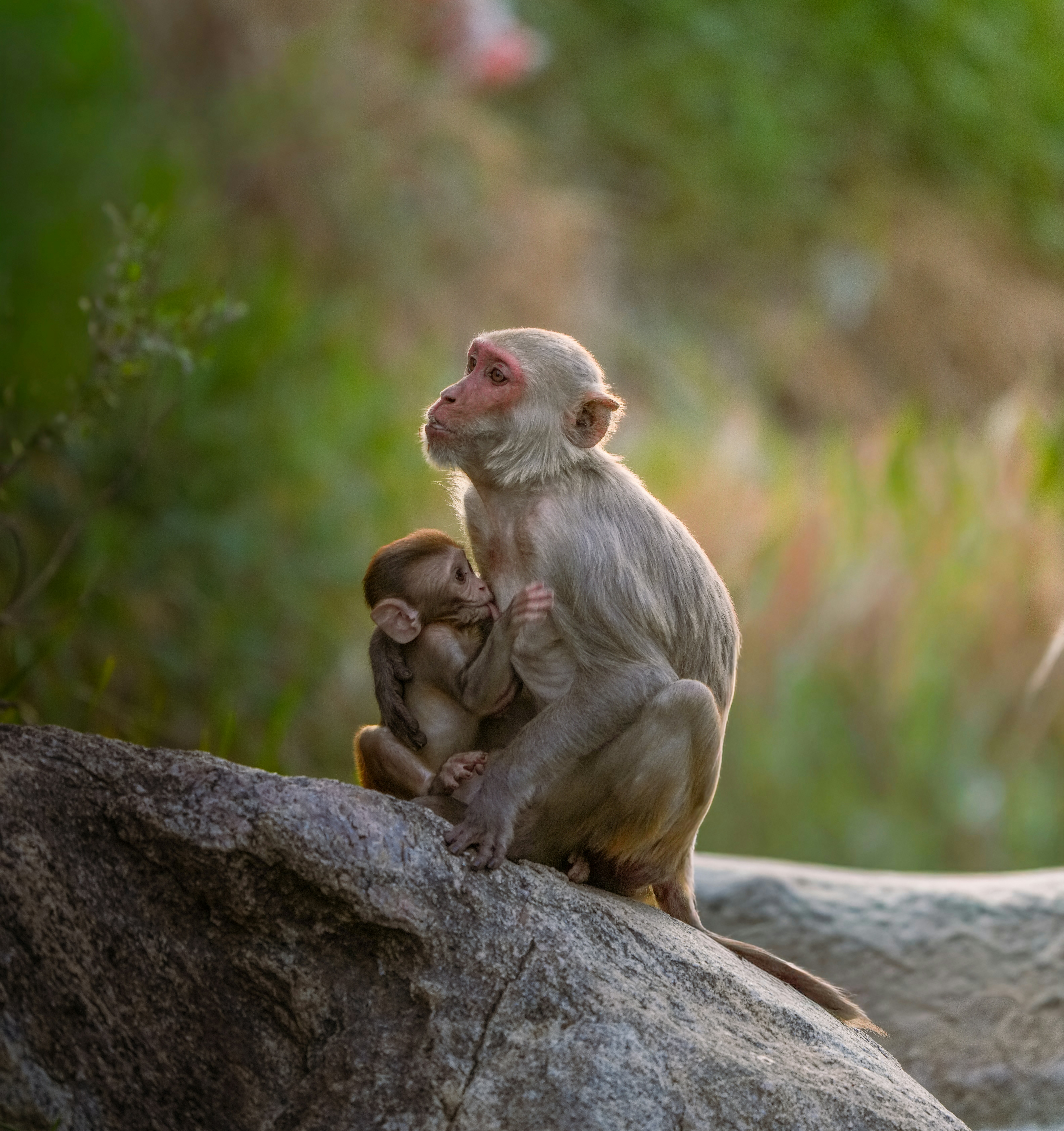 mother and cub on a sunlit rock