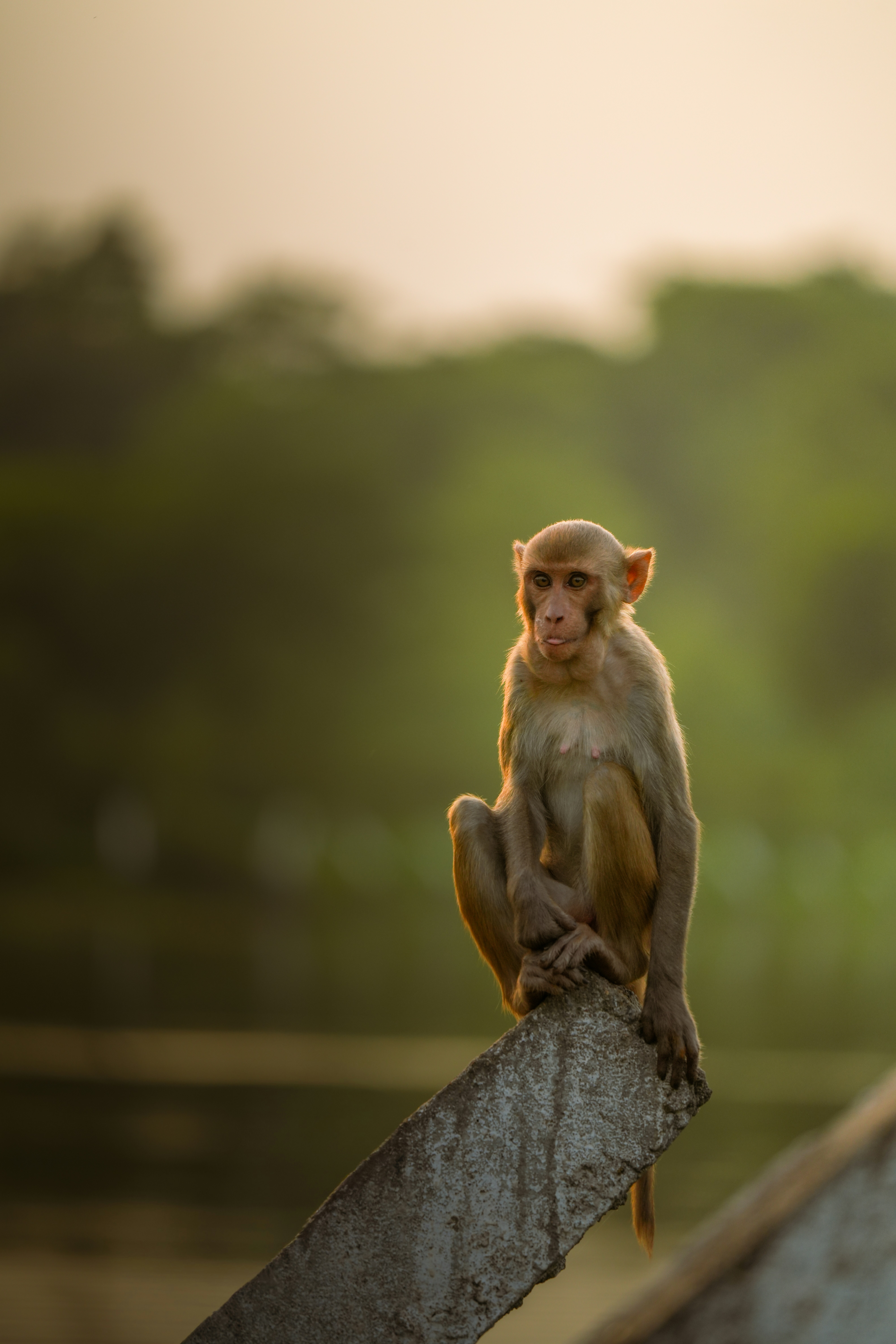 Primed on a Perch: A Curious Monkey Scans the Pond Edge