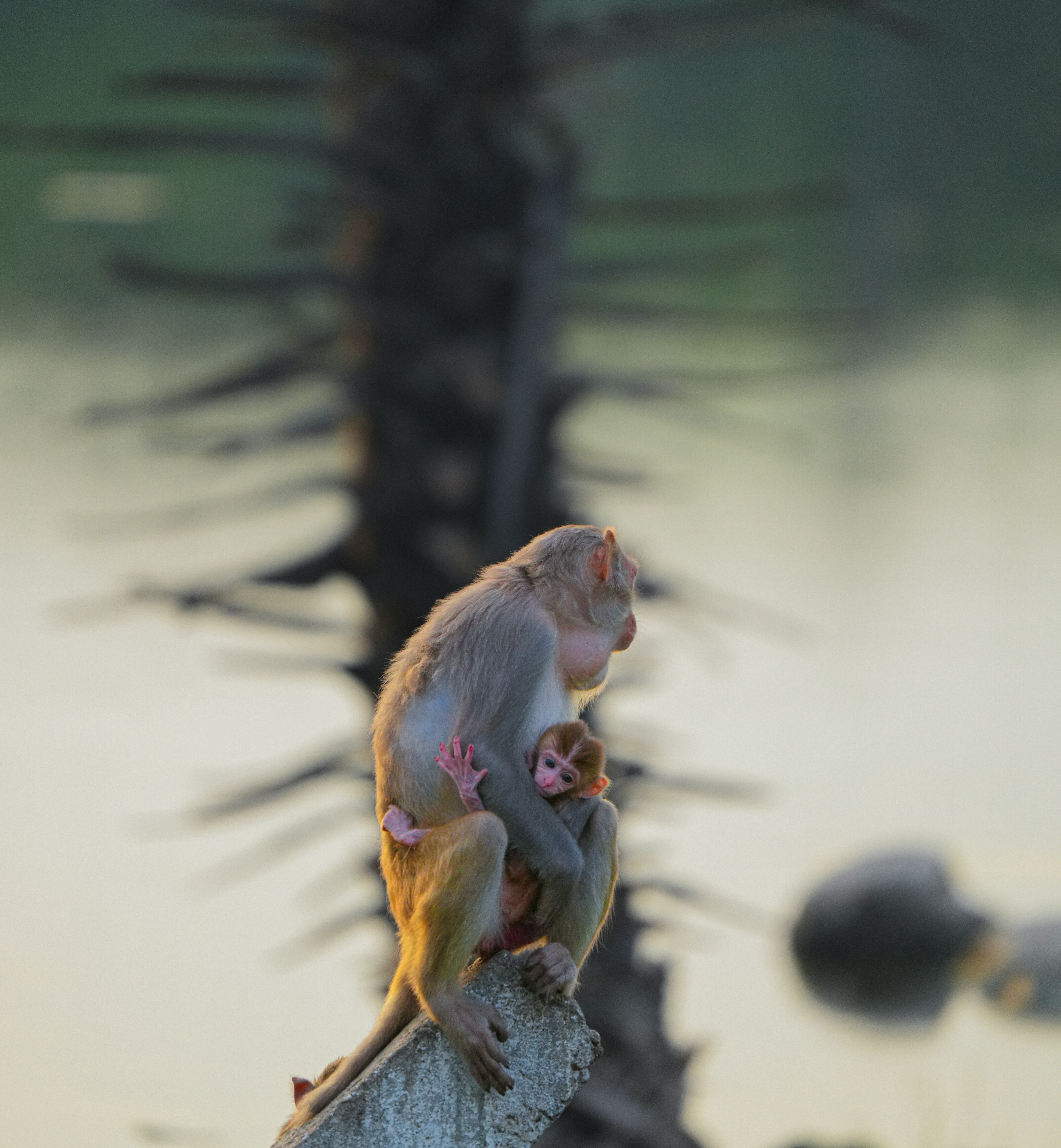 Primates in Parental Posture: A Tiny Family on a Weathered Branch