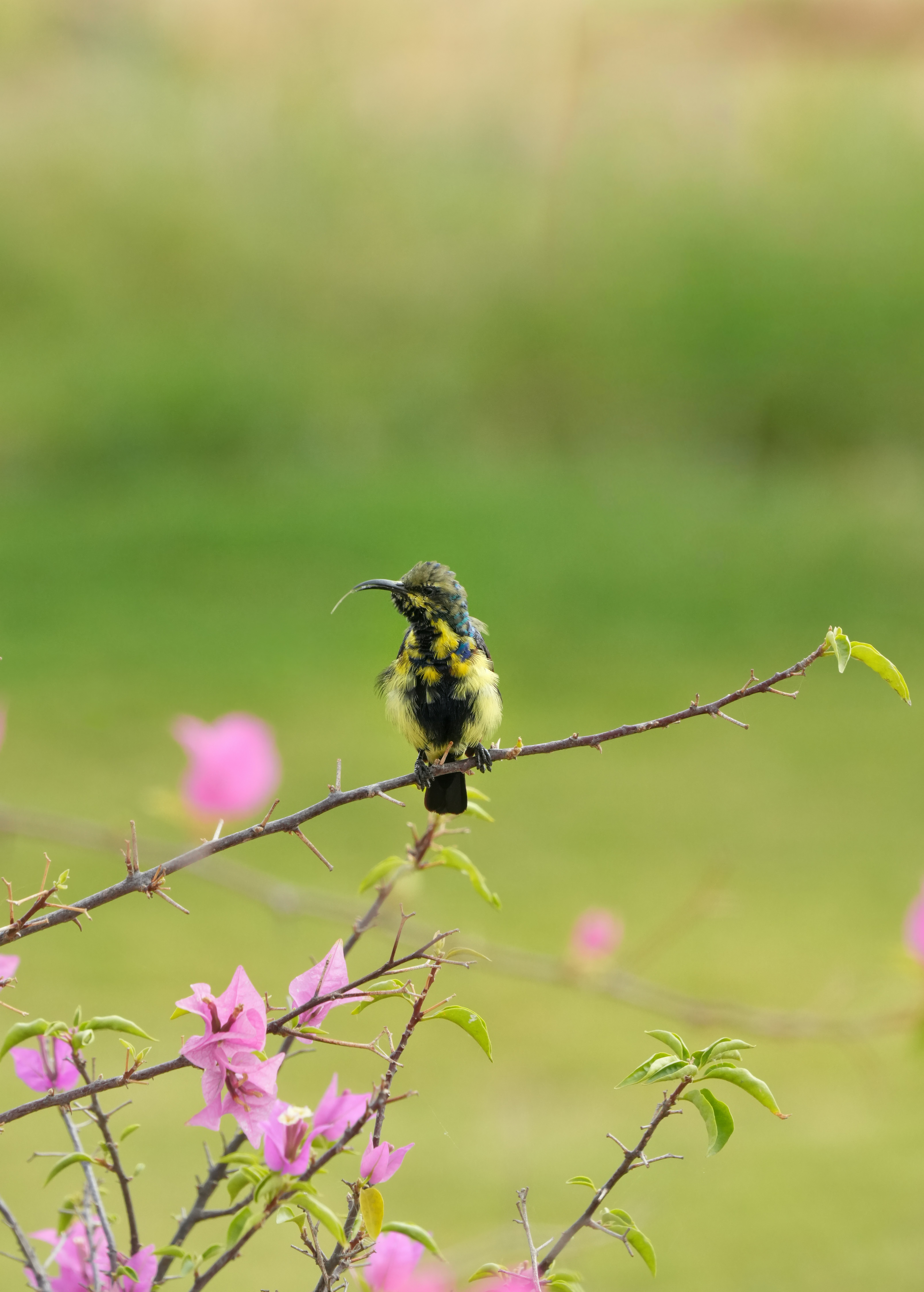 Tiny Sunbird on a Pink Blossom Bridge
