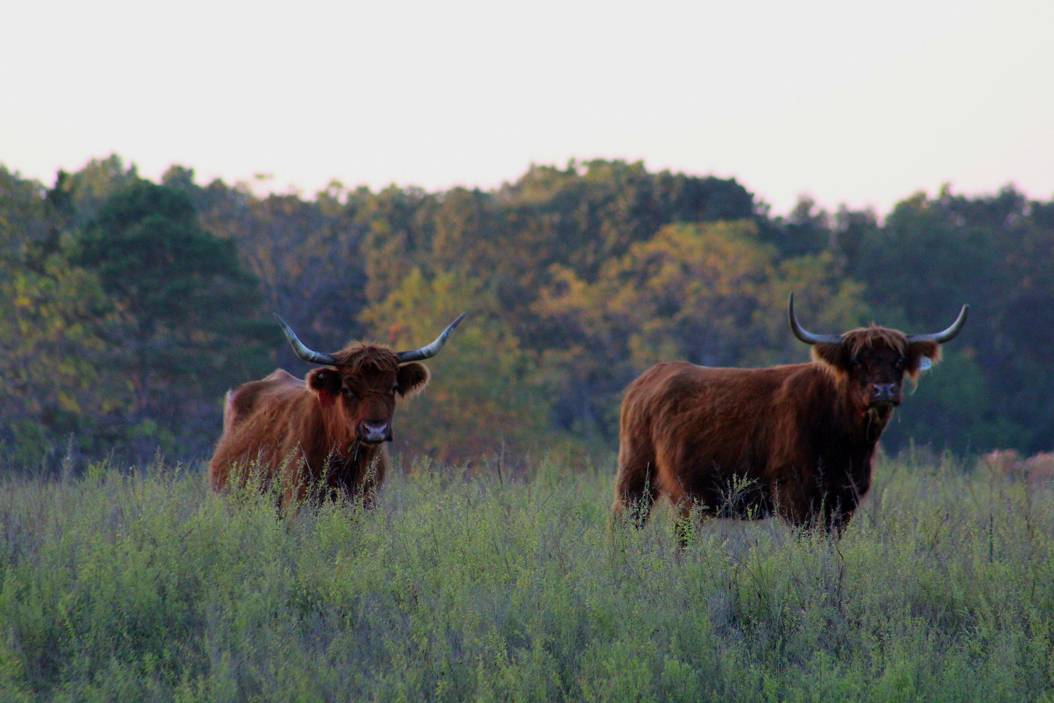 Pair of wild cattle standing in tall grass with a wooded horizon, subdued evening light; a simple landscape portrait emphasizing the herd and environment. (Non-logo, photographic scene).